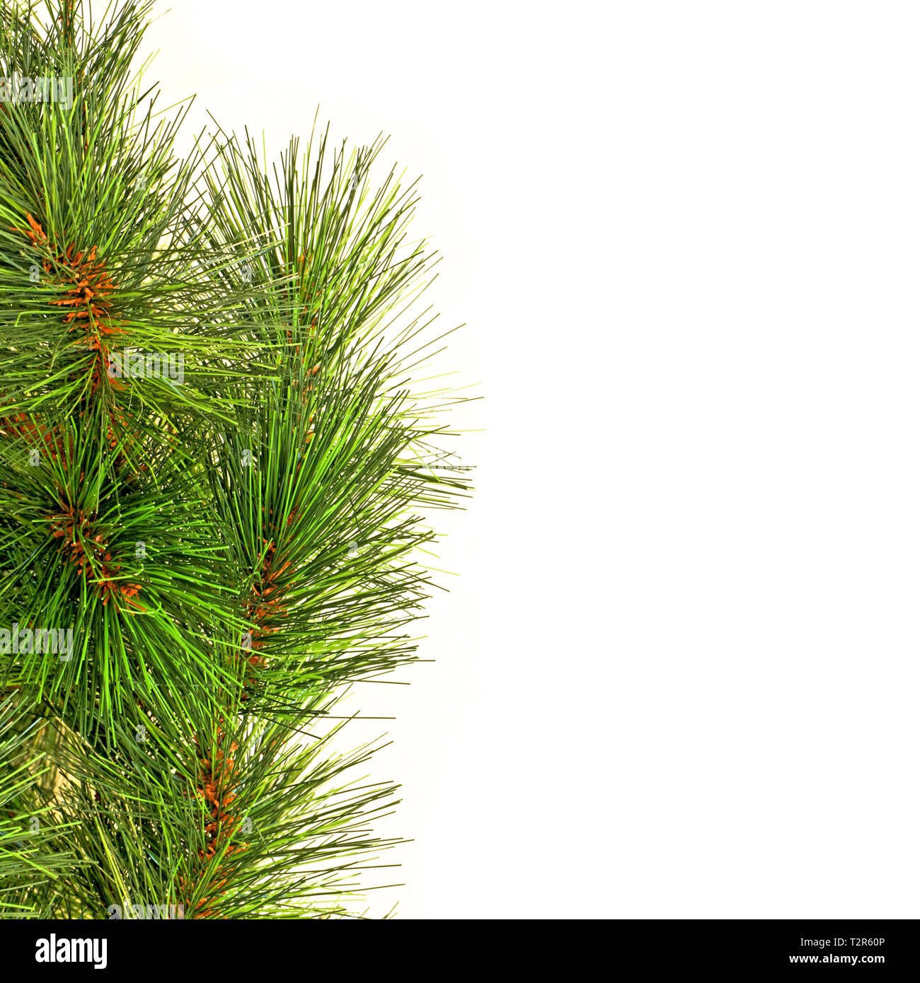 Traditional natural ever green pine tree needles Stock Photo - Alamy