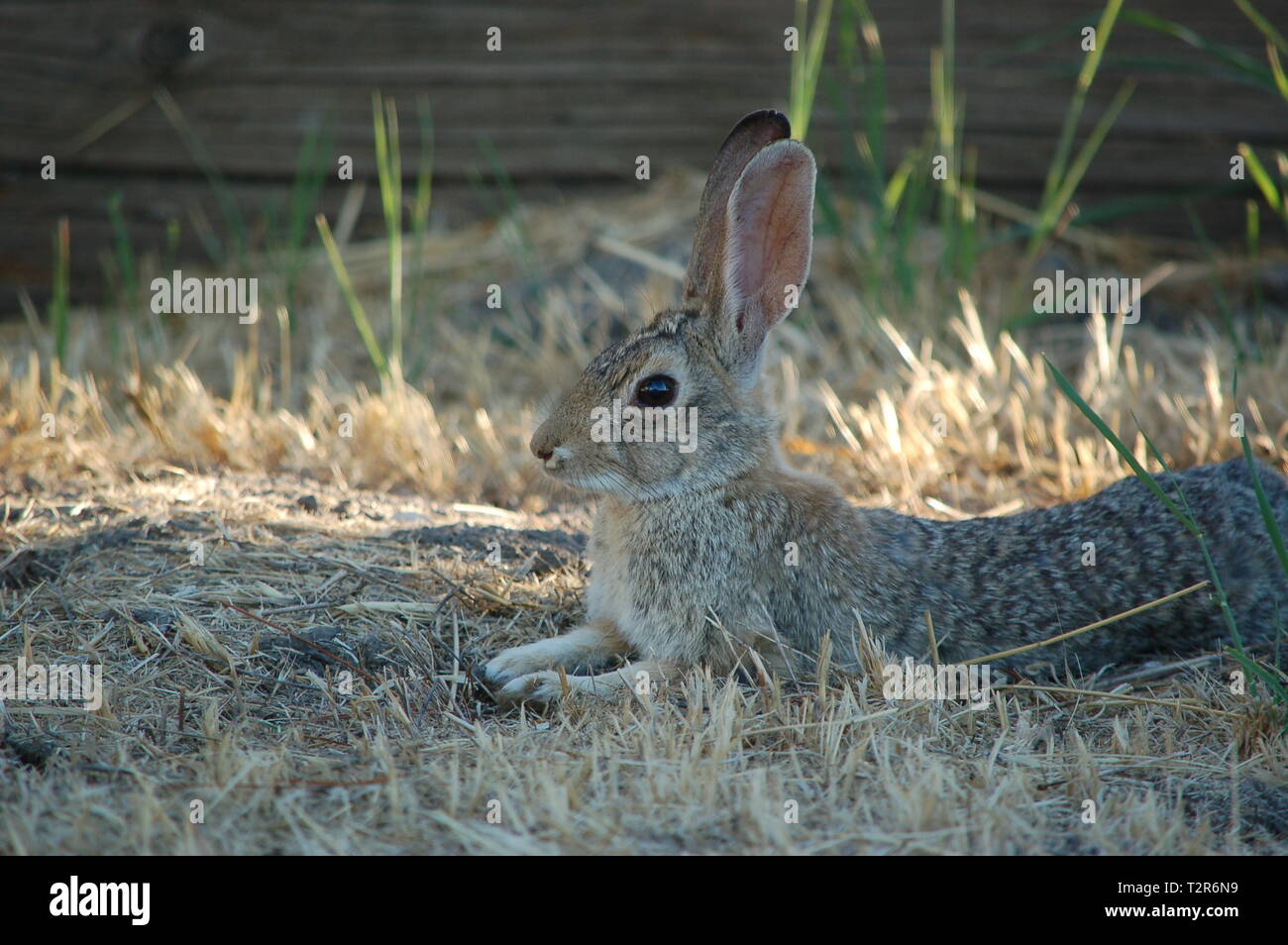 Desert cottontail rabbit hi-res stock photography and images - Alamy