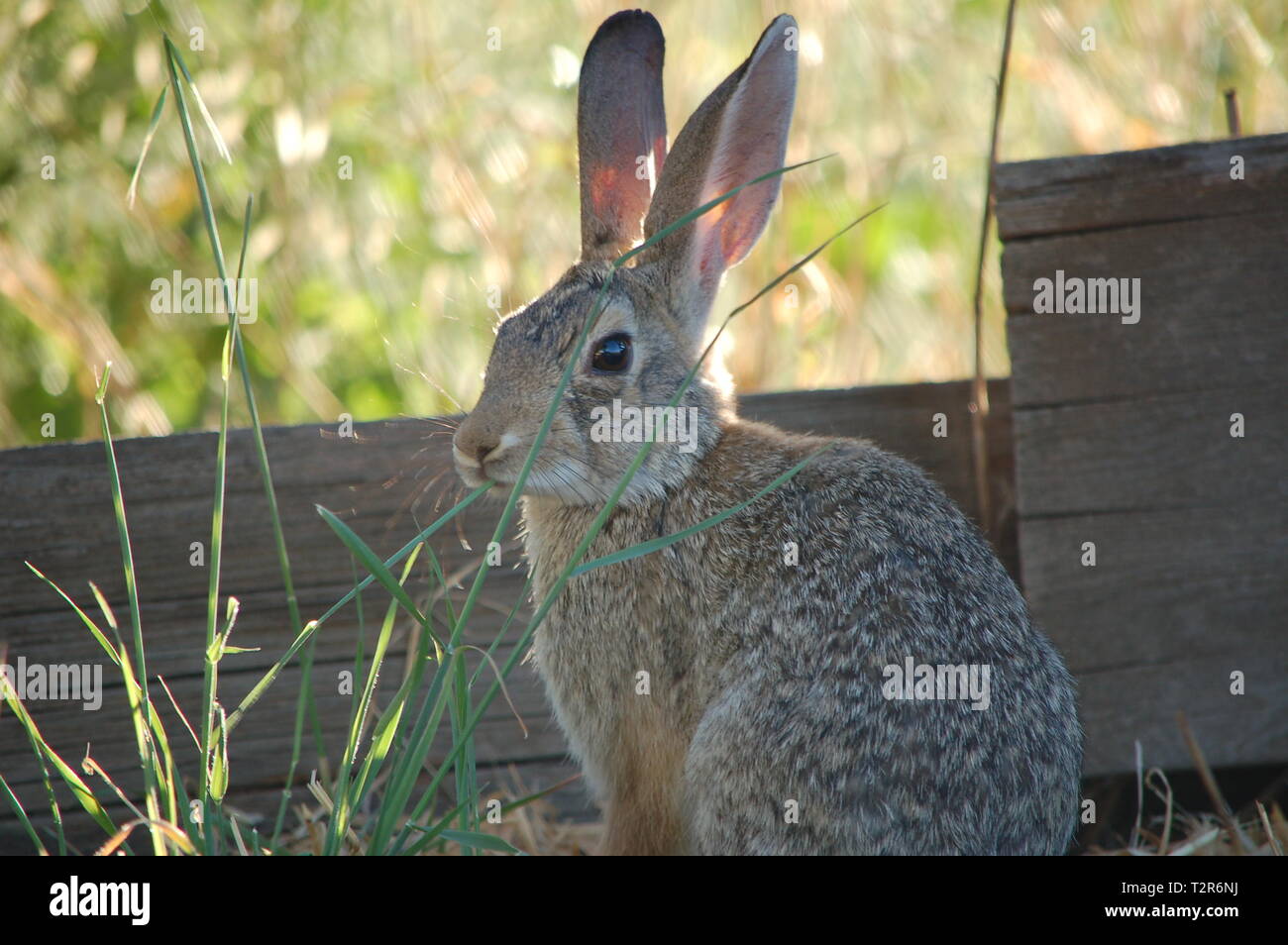 Bitterwater High Resolution Stock Photography and Images - Alamy