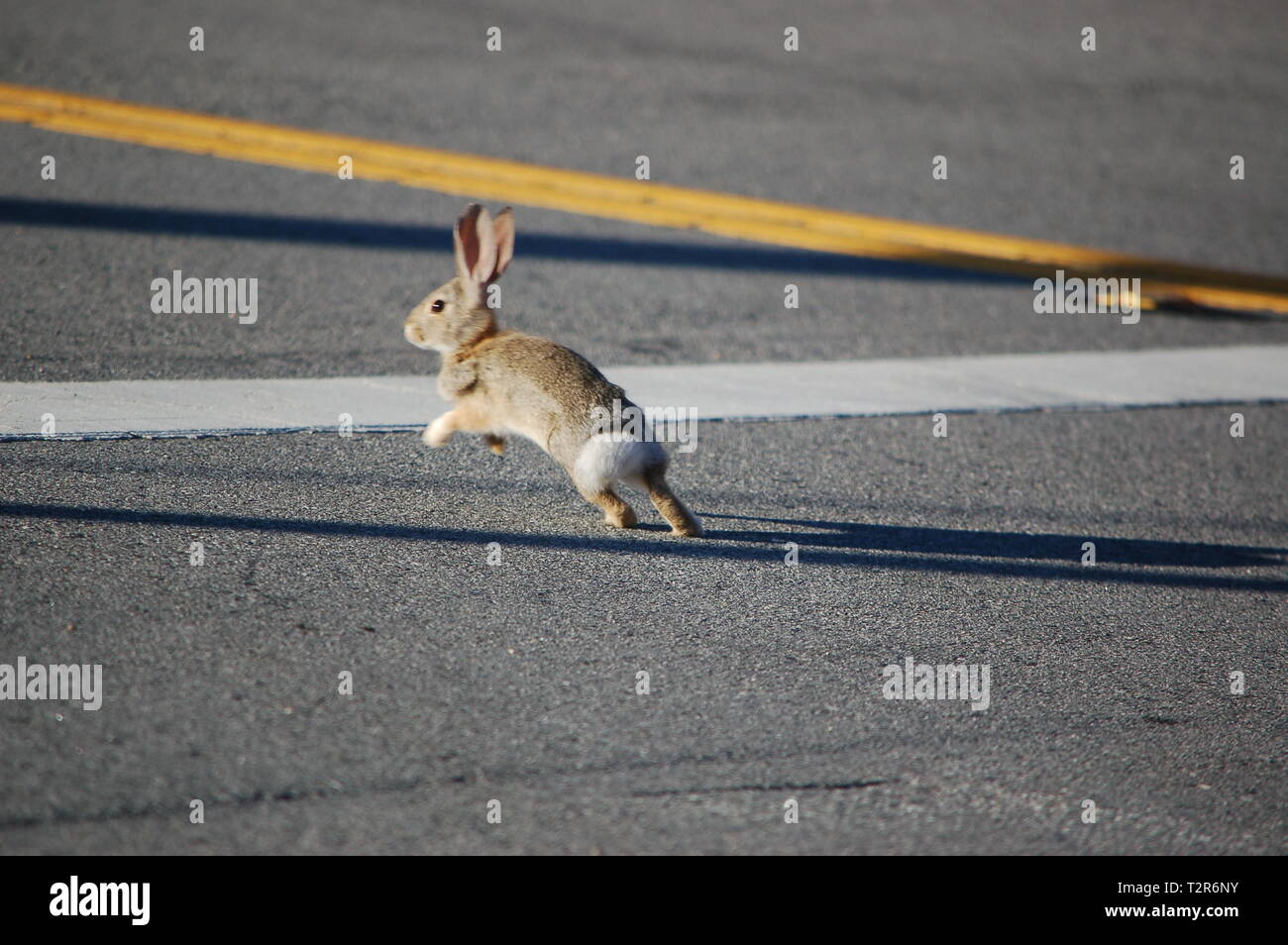 Hopping rabbit hi-res stock photography and images - Alamy
