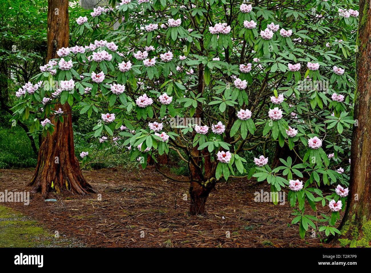 Rhododendron shrub in flower, VanDusen Garden, Vancouver, British ...