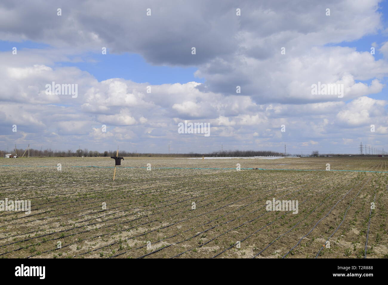 Crows crow farming crop hi-res stock photography and images - Alamy