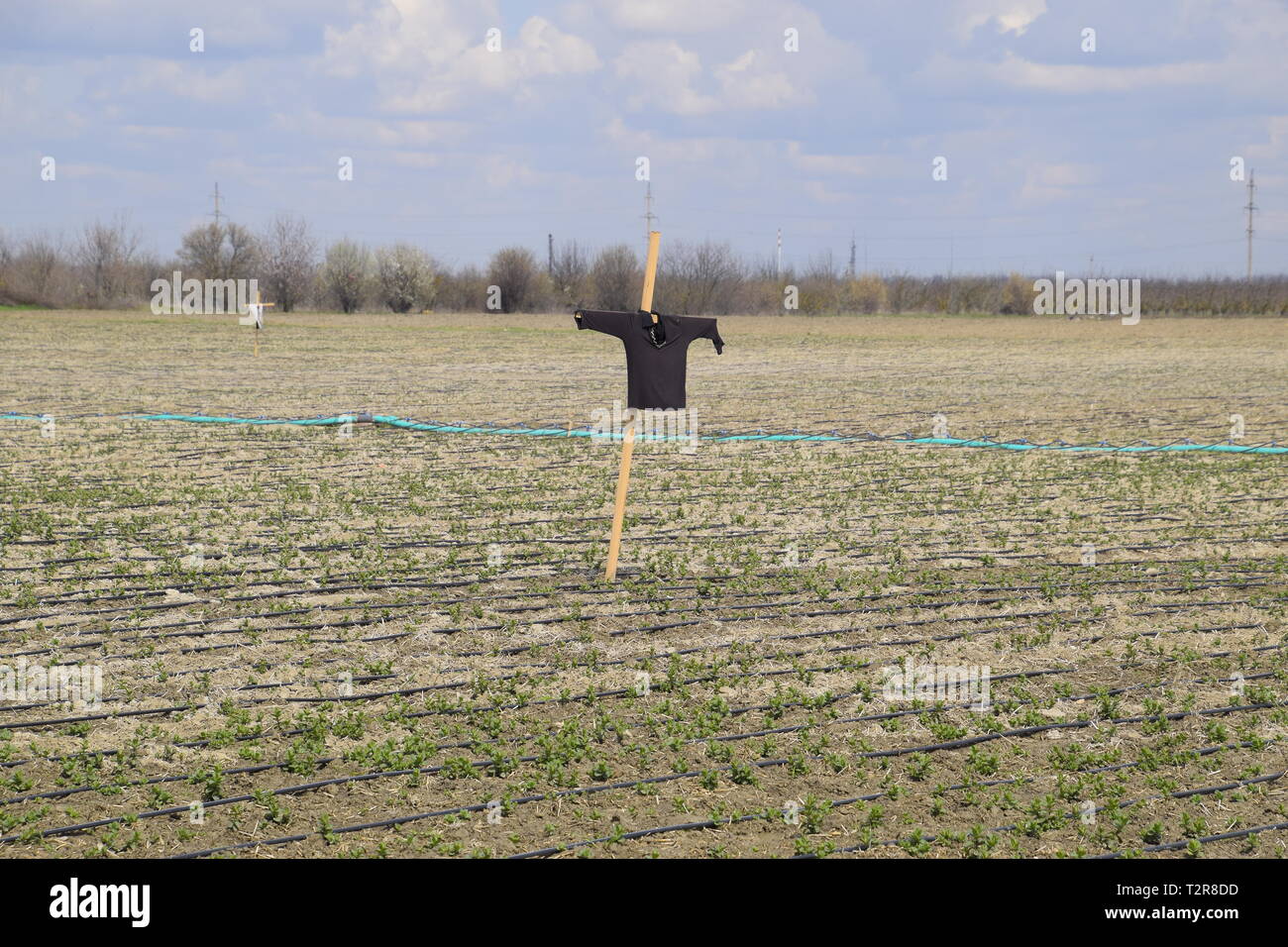 Garden scarecrow on the field, scaring crows from crops Stock Photo - Alamy