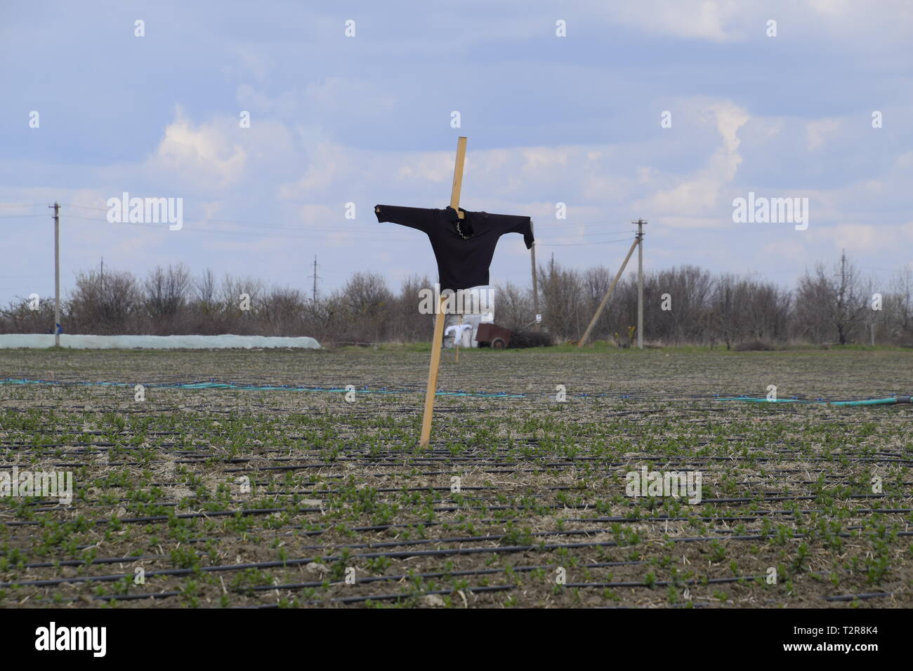 Garden scarecrow on the field, scaring crows from crops Stock Photo - Alamy