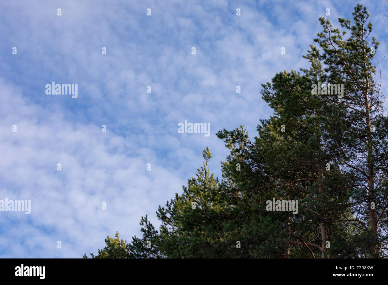 Pine tree tops hi-res stock photography and images - Alamy