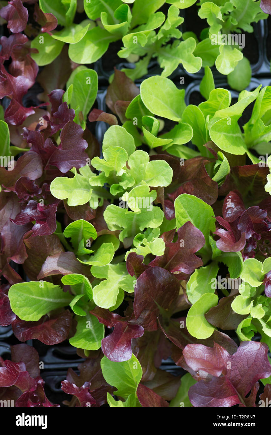 Vegetable seedlings in production Stock Photo - Alamy