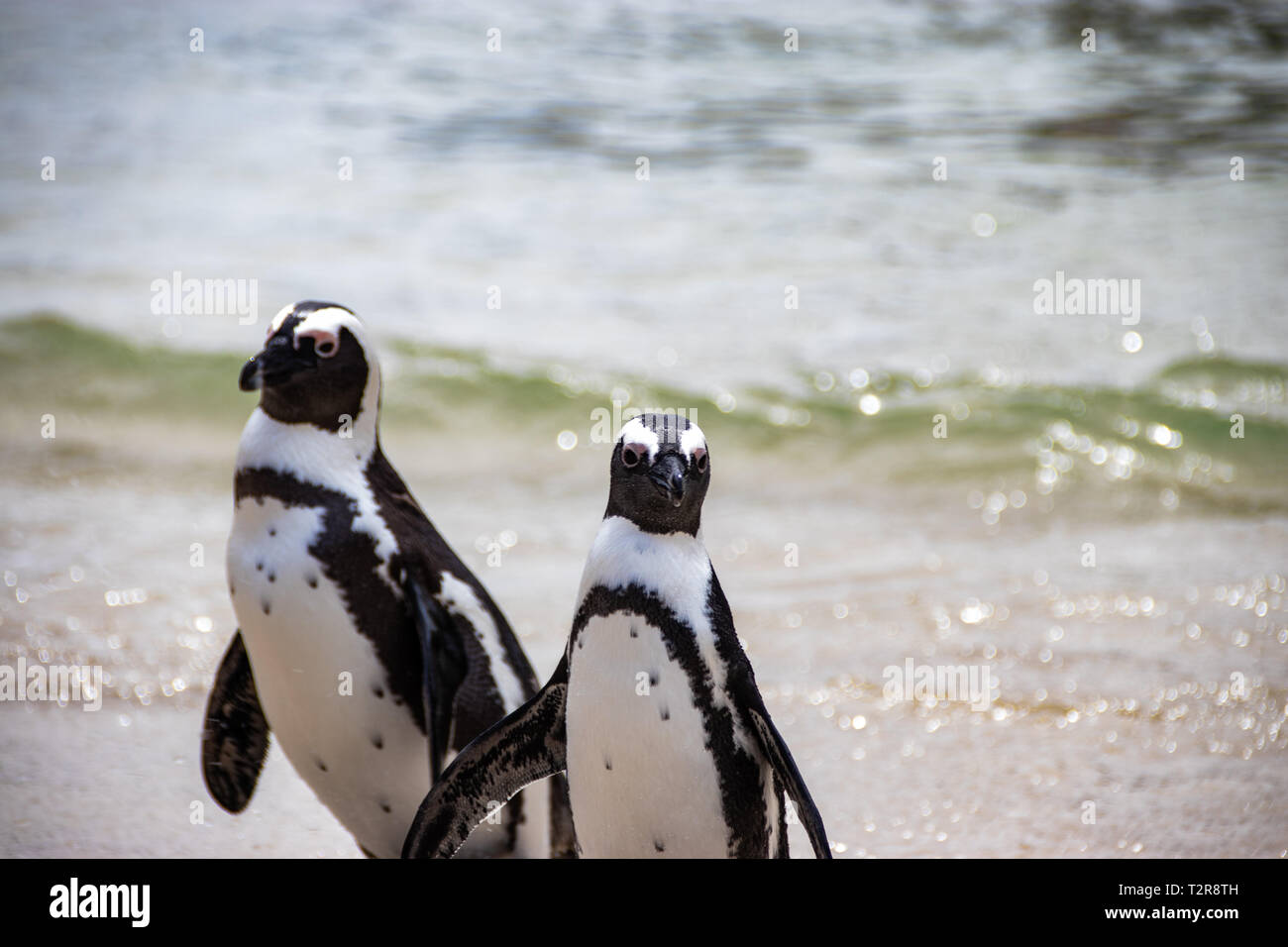 African (jackass) penguin bolder beach Cape Town unspoiled nature parks ...