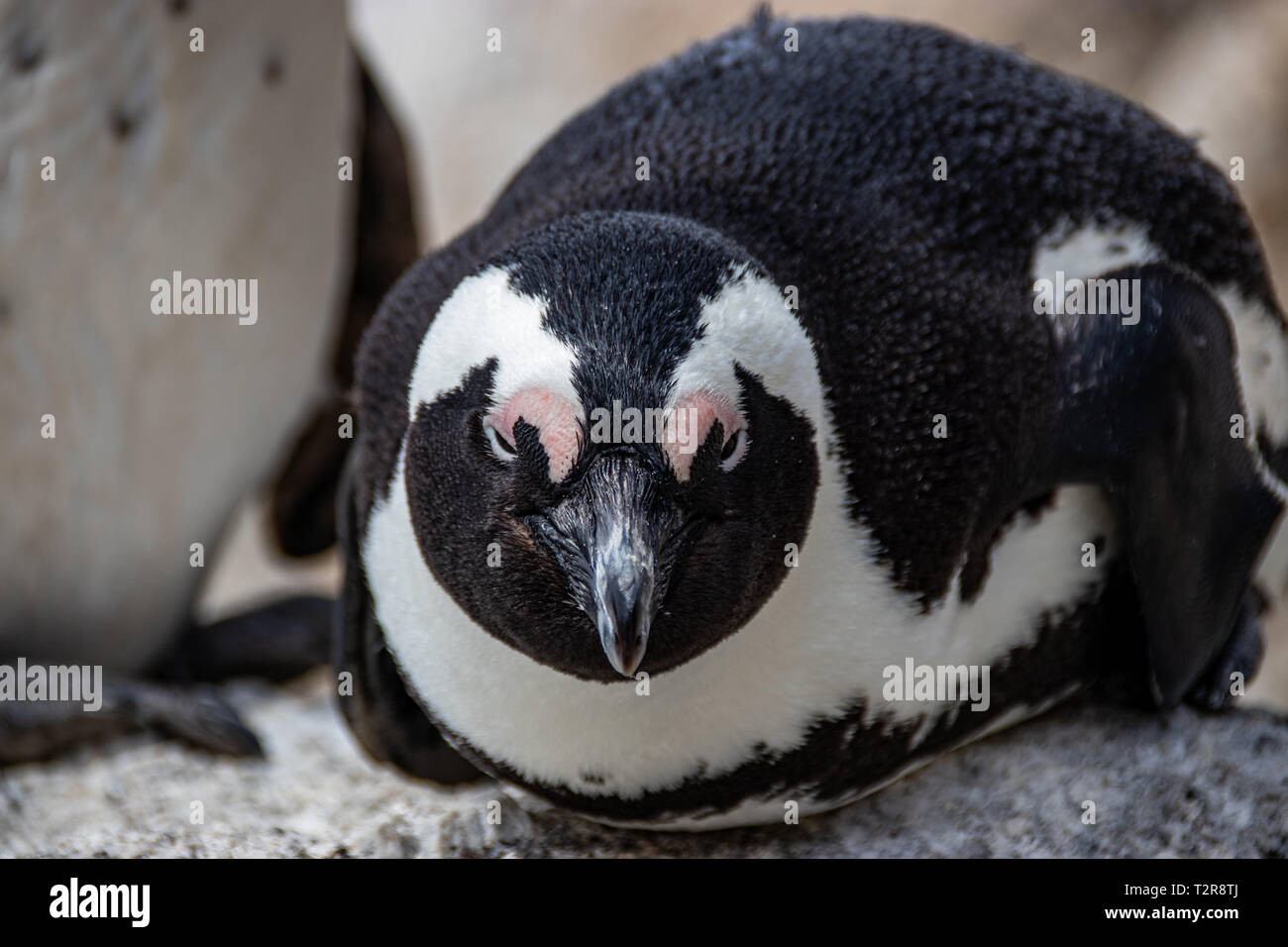 African (jackass) penguin bolder beach Cape Town unspoiled nature parks ...