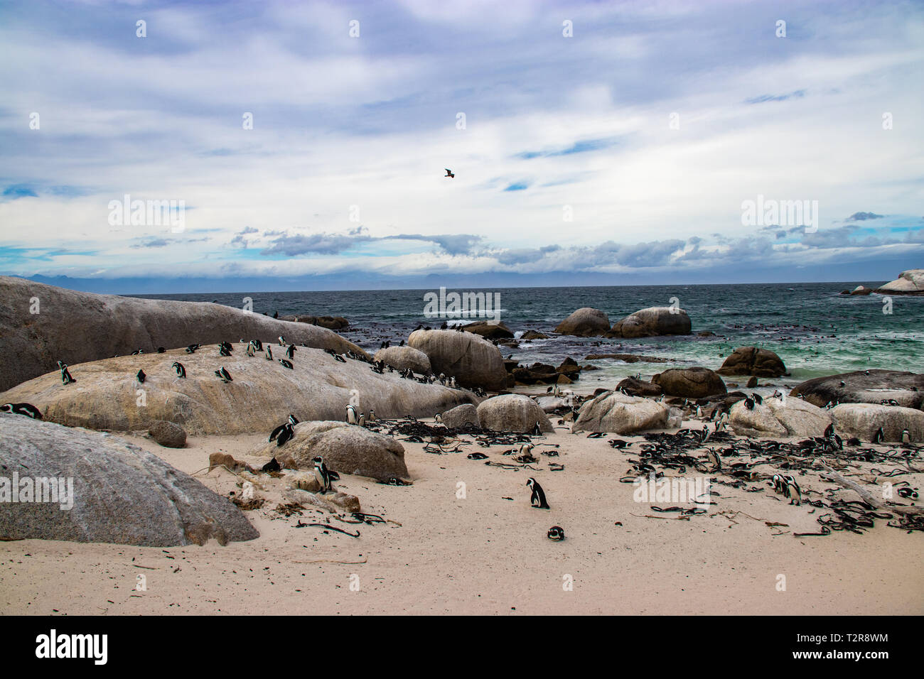 African (jackass) penguin bolder beach Cape Town unspoiled nature parks ...