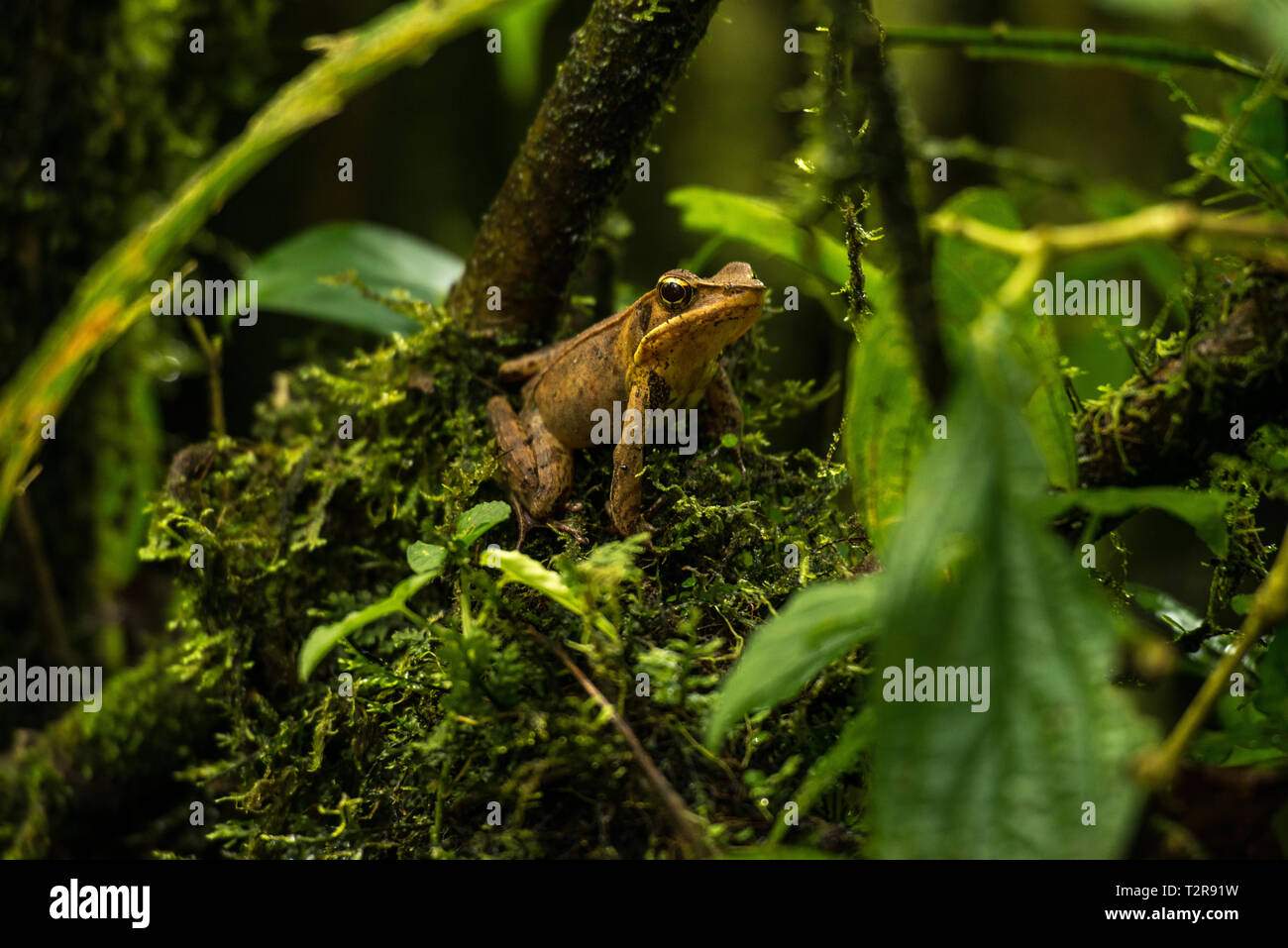 Jungle wildlife encounter hi-res stock photography and images - Alamy