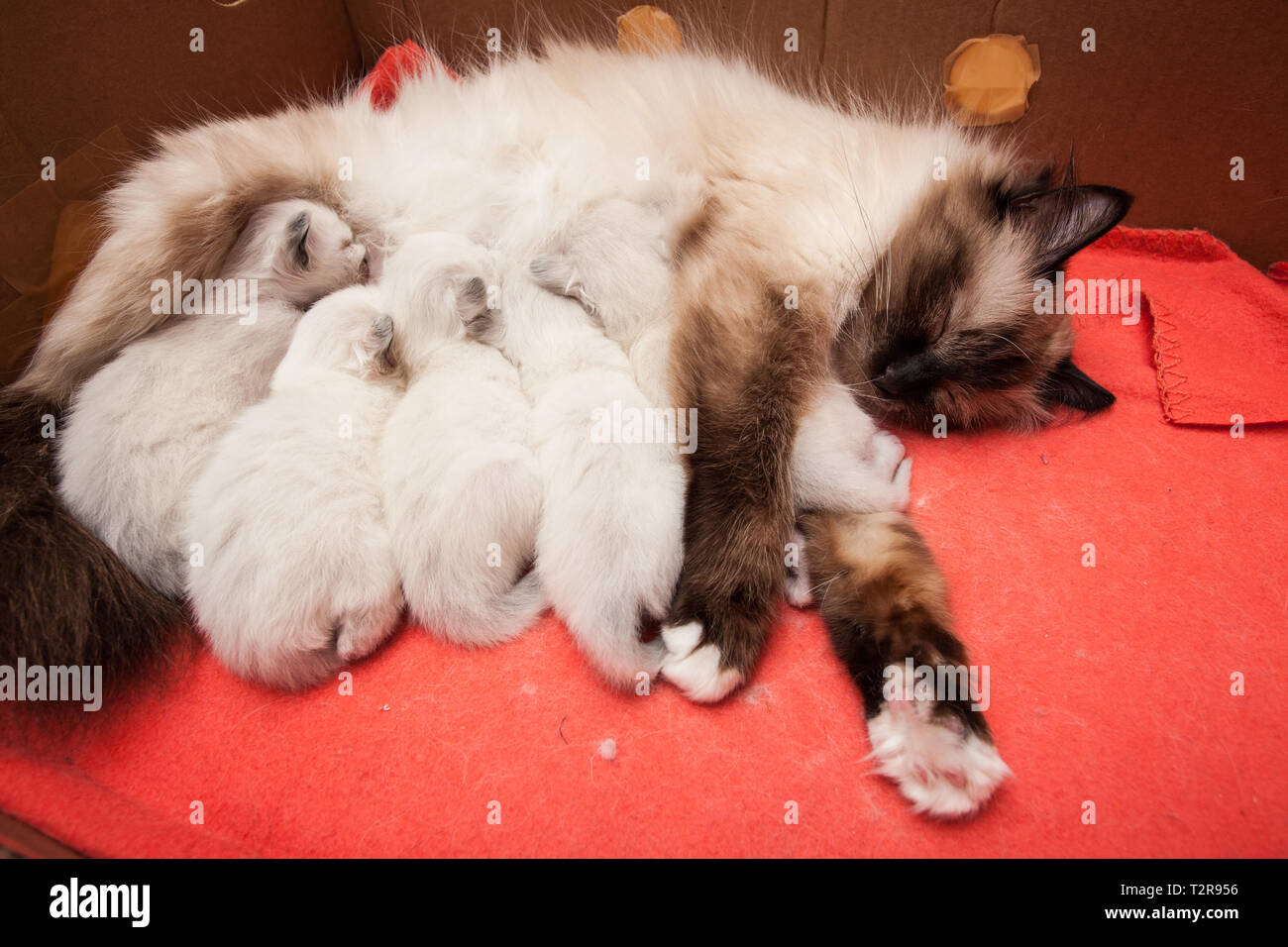Young sacred birman kittens litter feeding Stock Photo - Alamy
