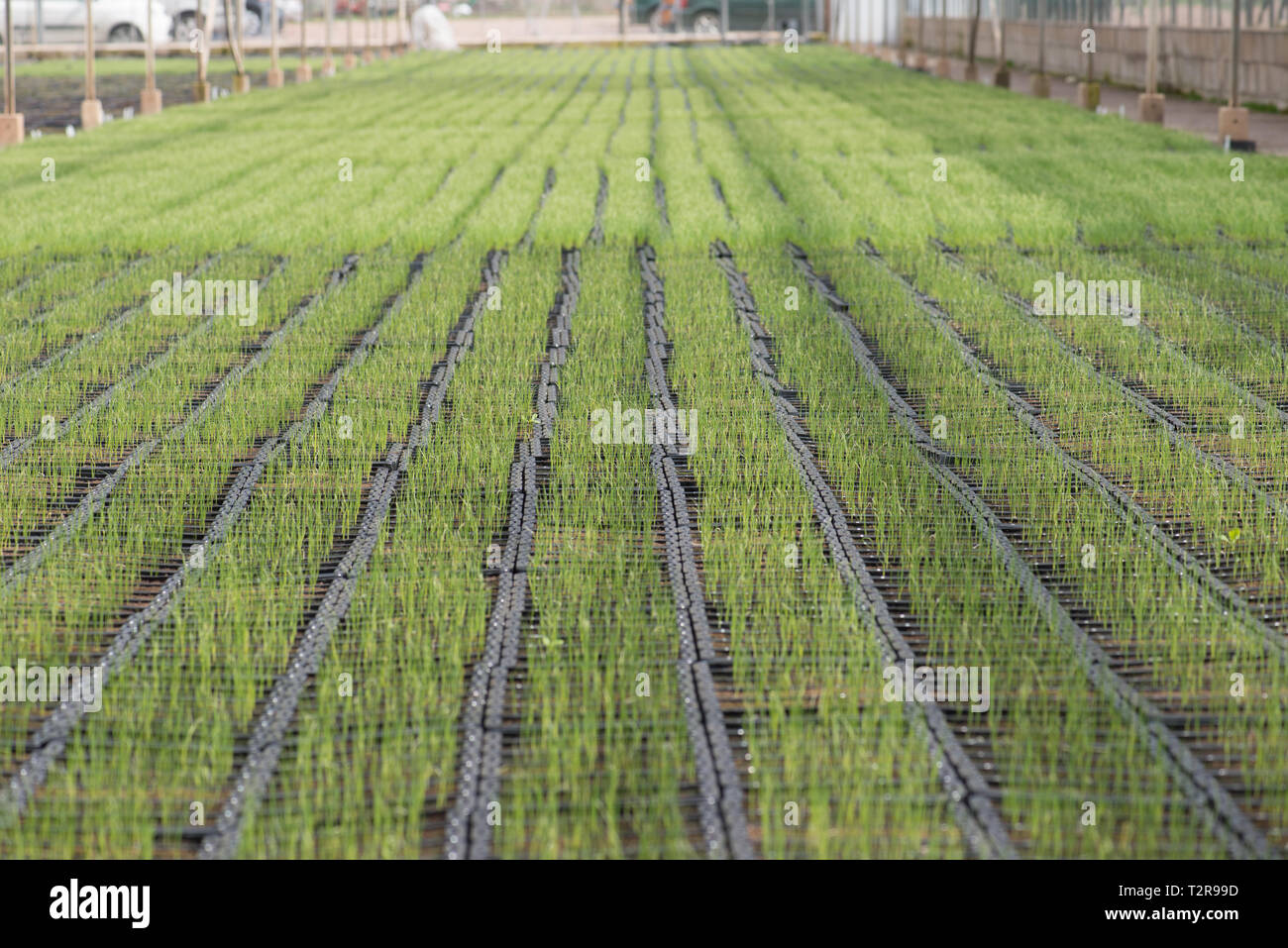 Vegetable seedlings in production Stock Photo - Alamy