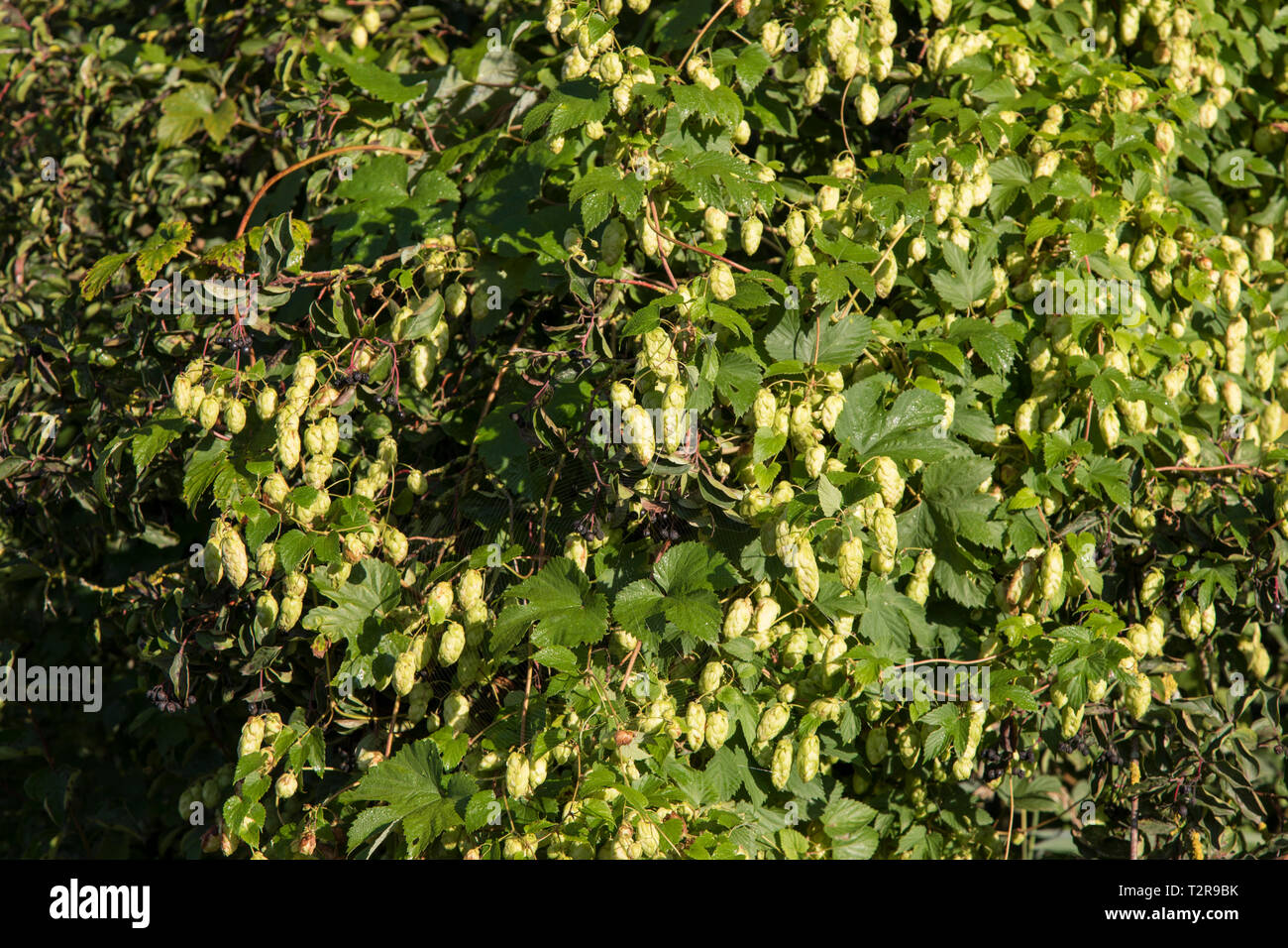 Echter hopfen hi-res stock photography and images - Alamy