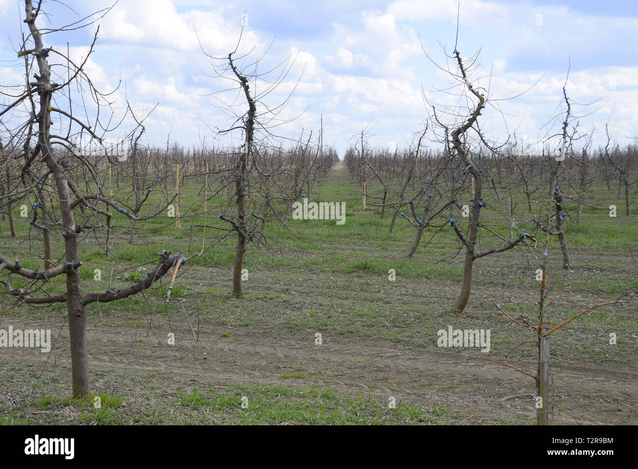 Apple trees in the garden, pruning apple trees, protecting cut branches ...