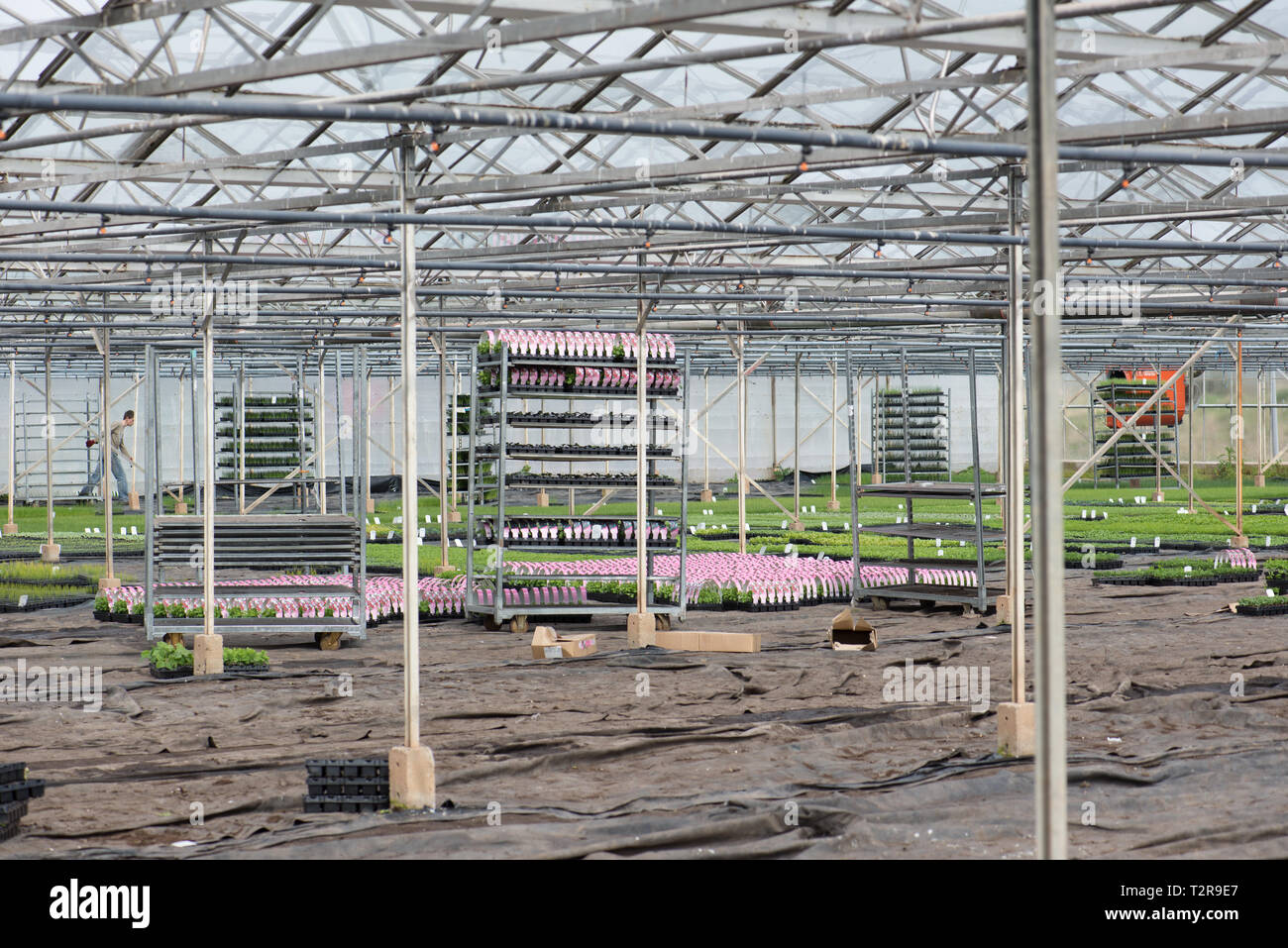 Vegetable seedlings in production Stock Photo - Alamy