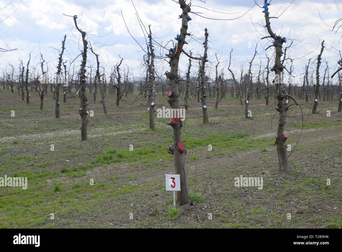Apple trees in the garden, pruning apple trees, protecting cut branches ...