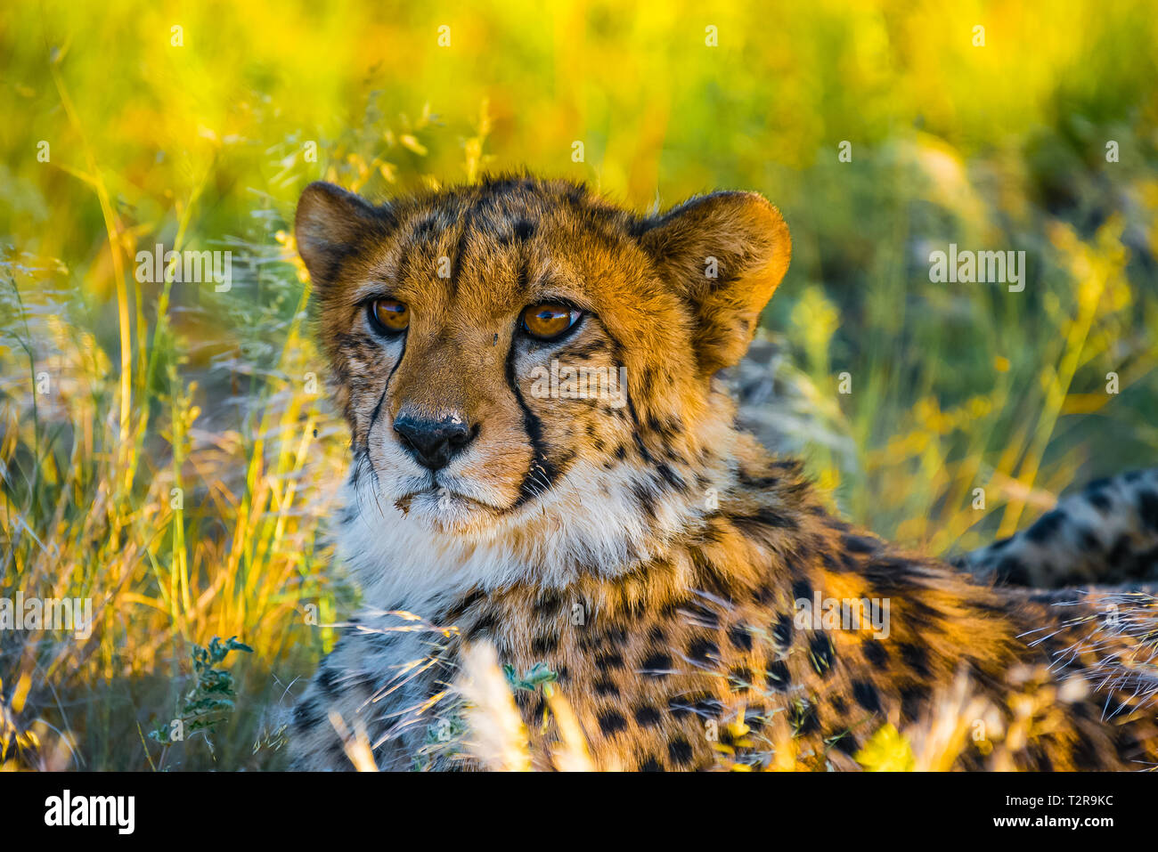 cheetahs Namib Desert Namibia Stock Photo - Alamy