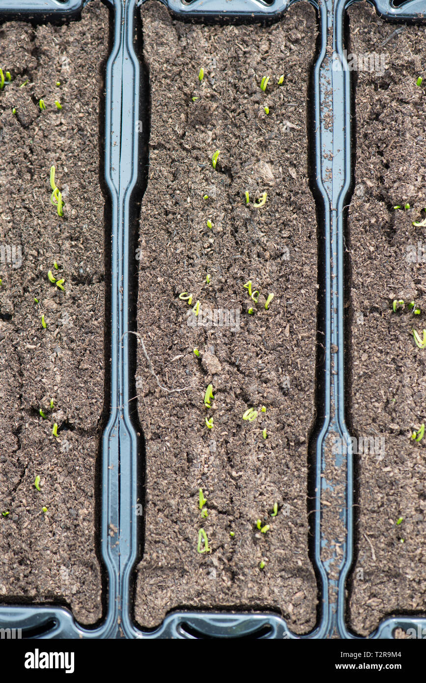 Vegetable seedlings in production Stock Photo - Alamy