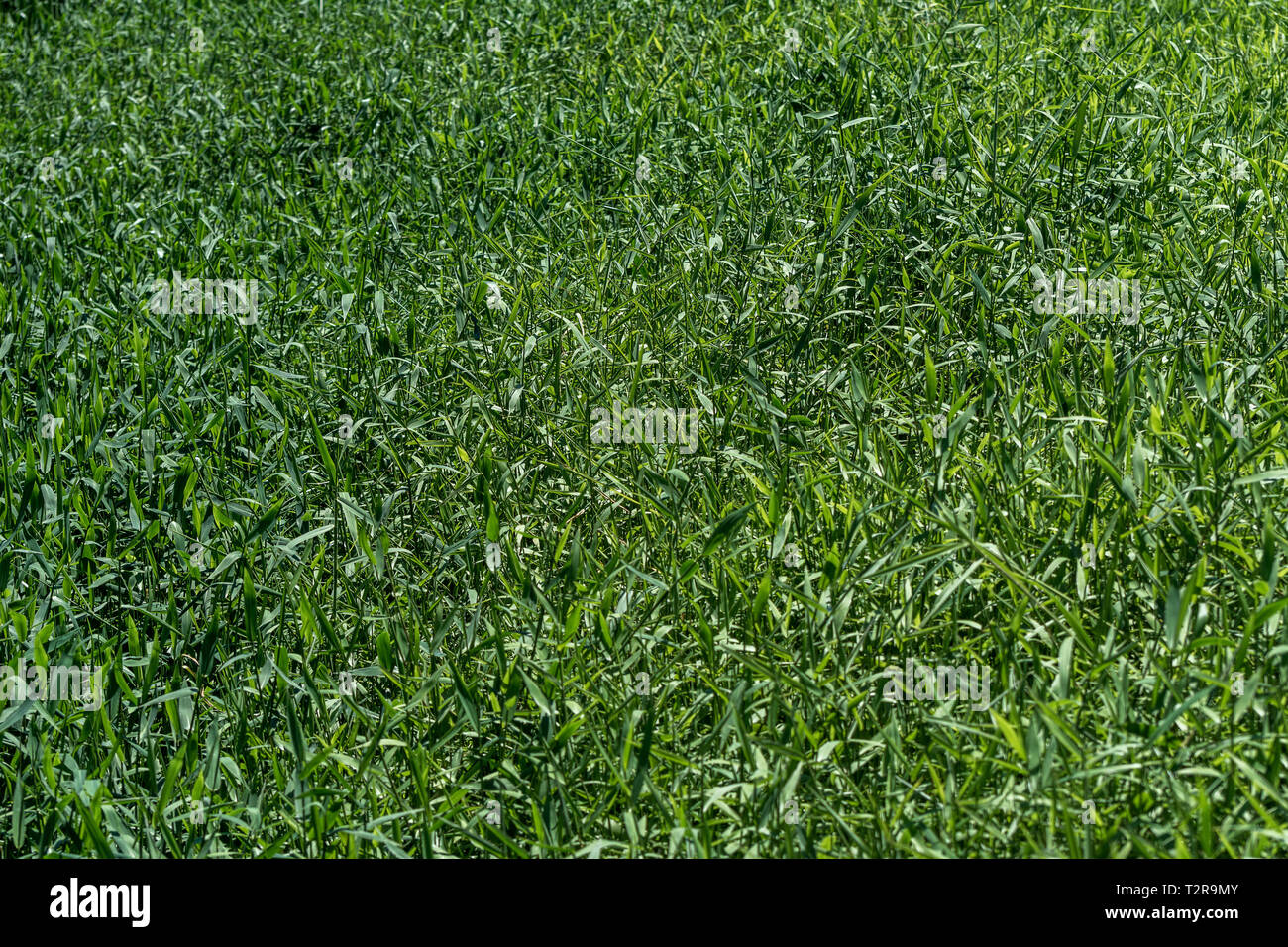 Brazil grass bush beach hi-res stock photography and images - Alamy