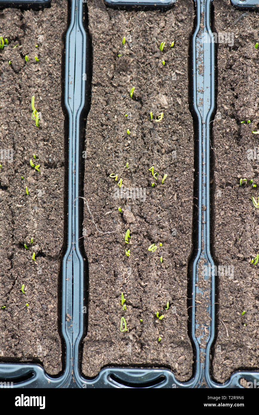 Vegetable seedlings in production Stock Photo - Alamy