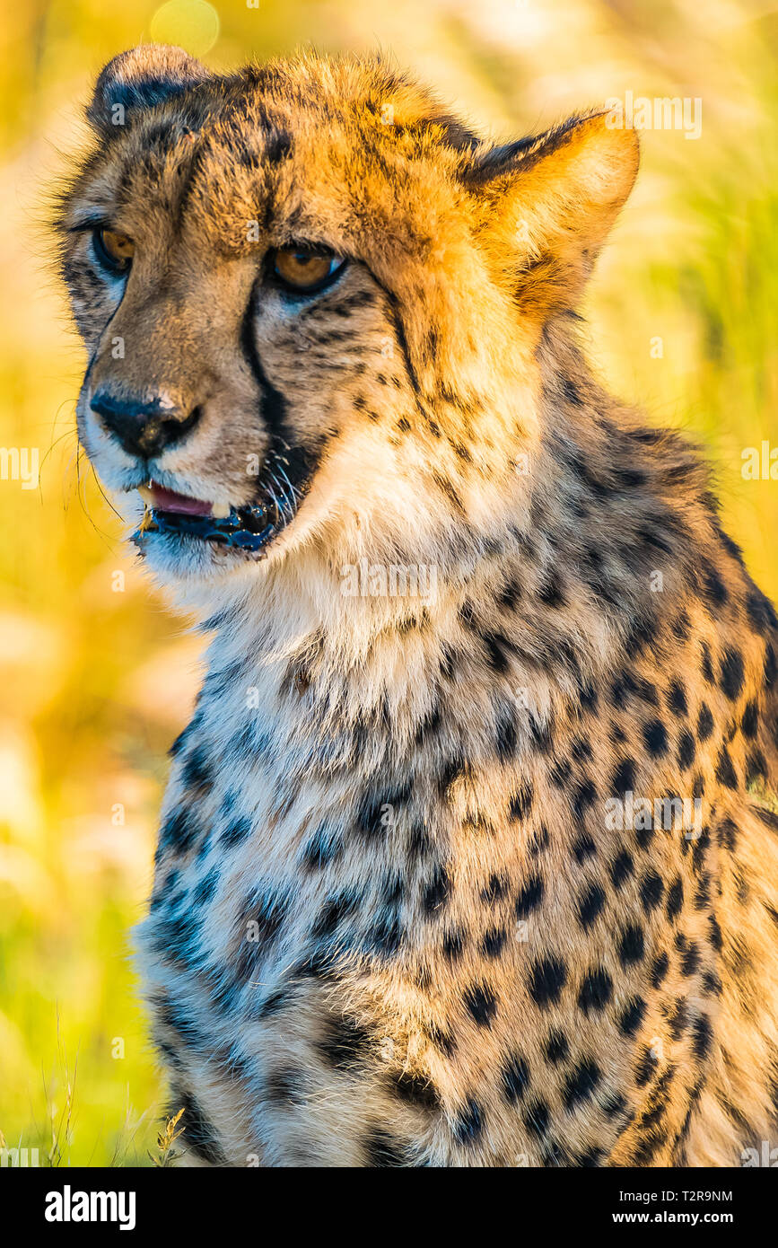 Skeleton coas hi-res stock photography and images - Alamy