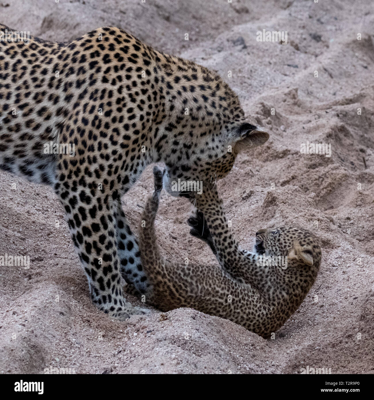 Female leopard playing harmlessly with her young cub in the sand at ...