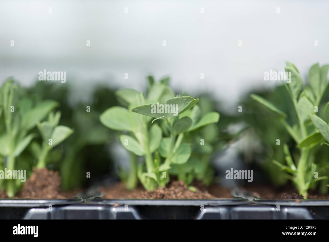 Vegetable seedlings in production Stock Photo - Alamy