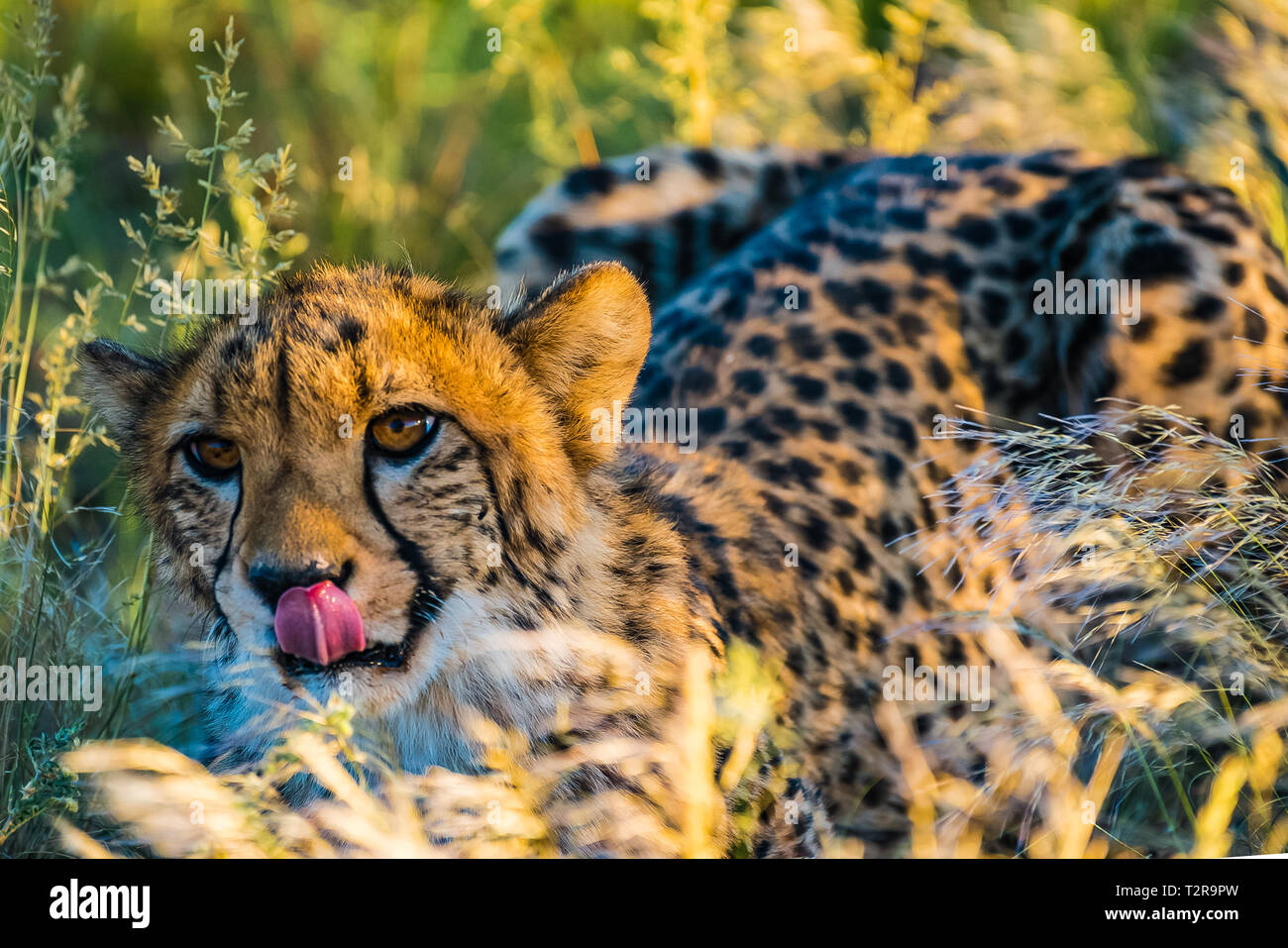 cheetahs Namib Desert Namibia Stock Photo - Alamy