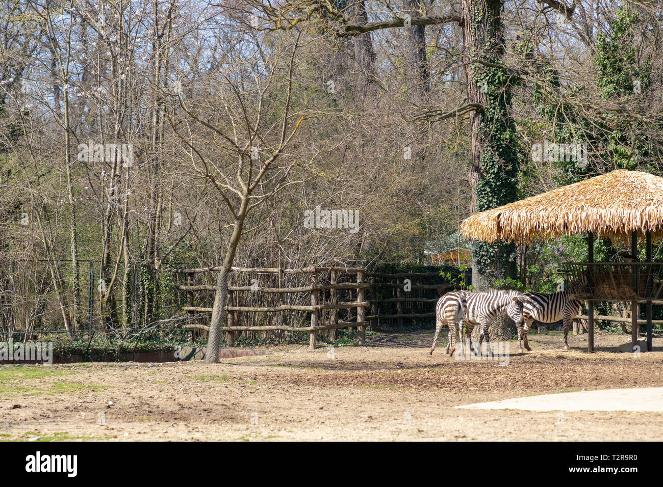 Zebra in a Zagreb city zoo in Croatia Stock Photo - Alamy