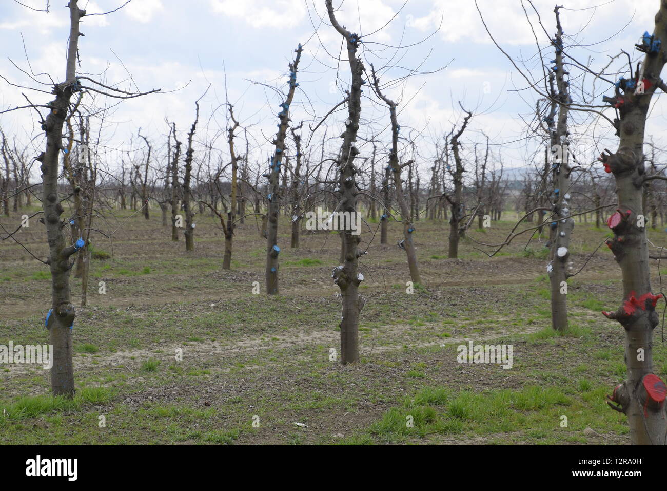 Apple trees in the garden, pruning apple trees, protecting cut branches ...