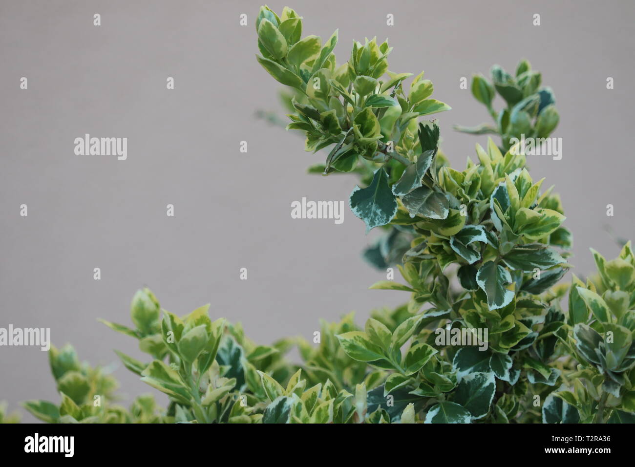 wintercreeper or fortune's spindle - Euonymus fortunei Stock Photo - Alamy