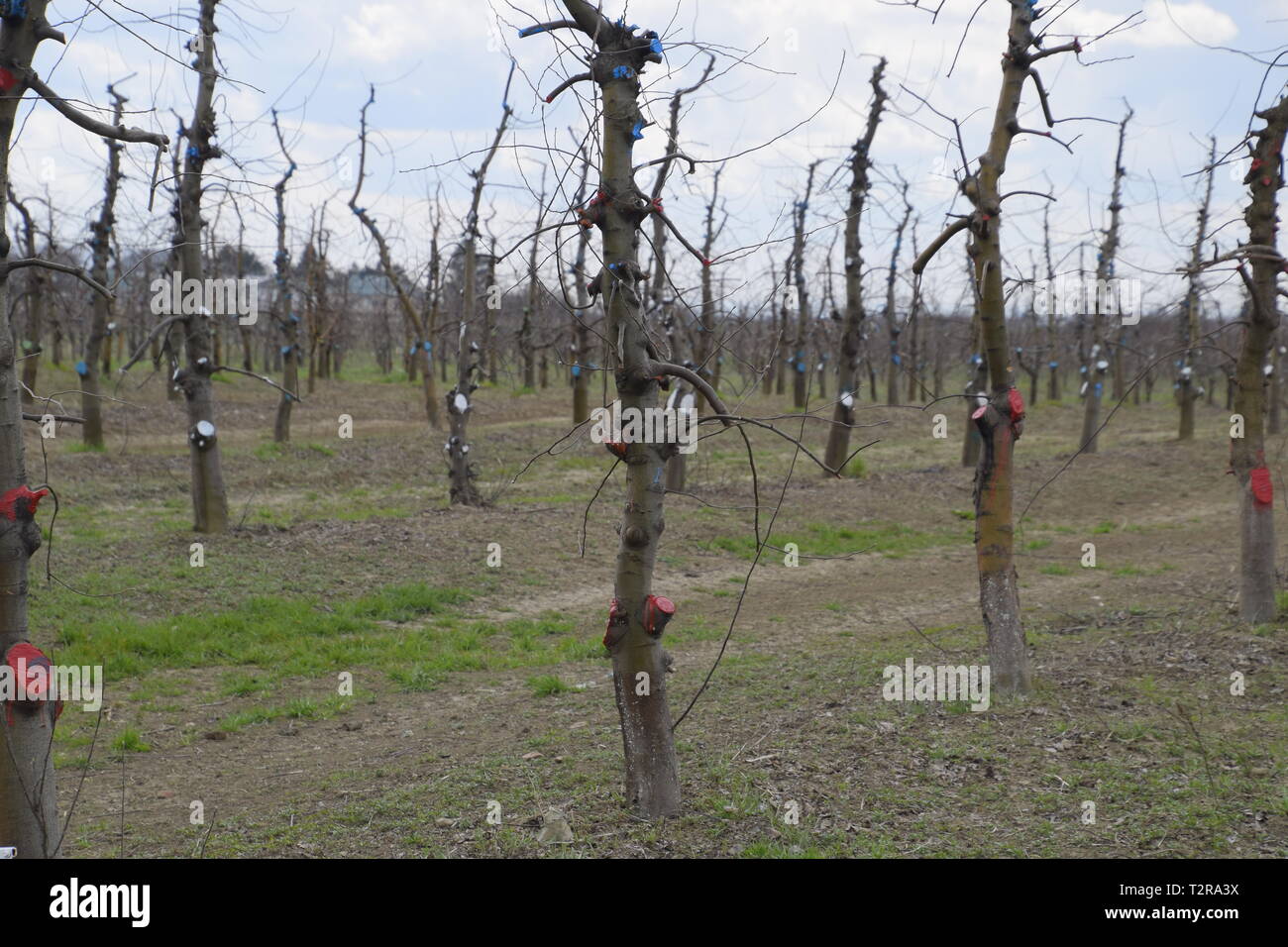 Apple trees in the garden, pruning apple trees, protecting cut branches ...