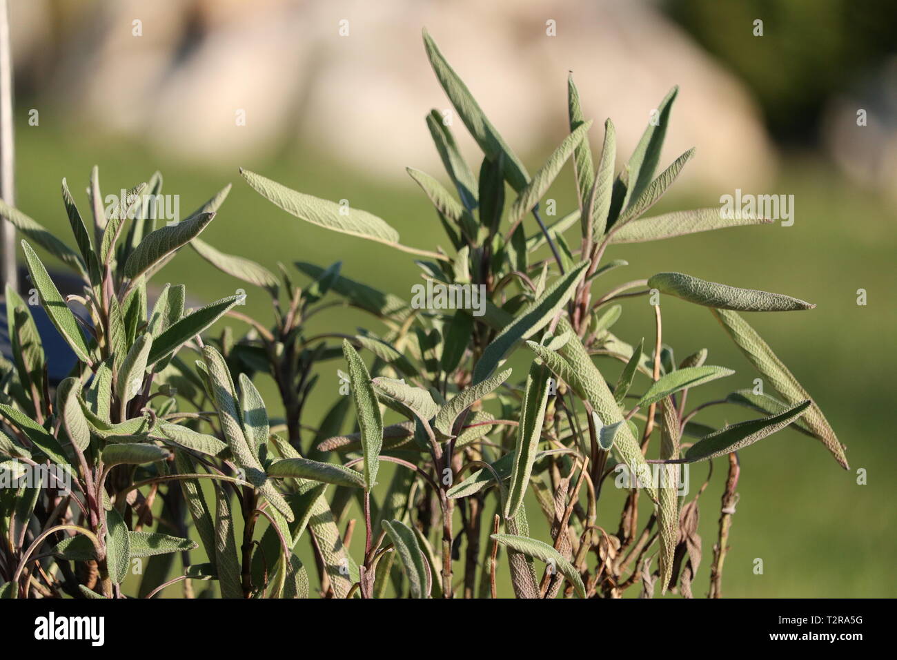 Salvia food hi-res stock photography and images - Alamy