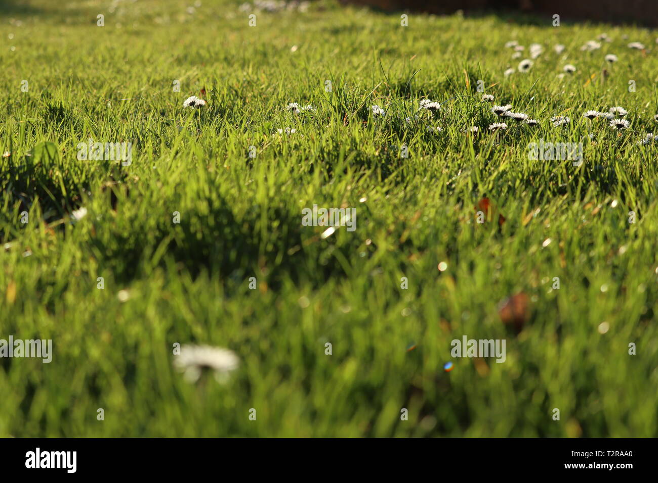 Lush flower meadow hi-res stock photography and images - Alamy