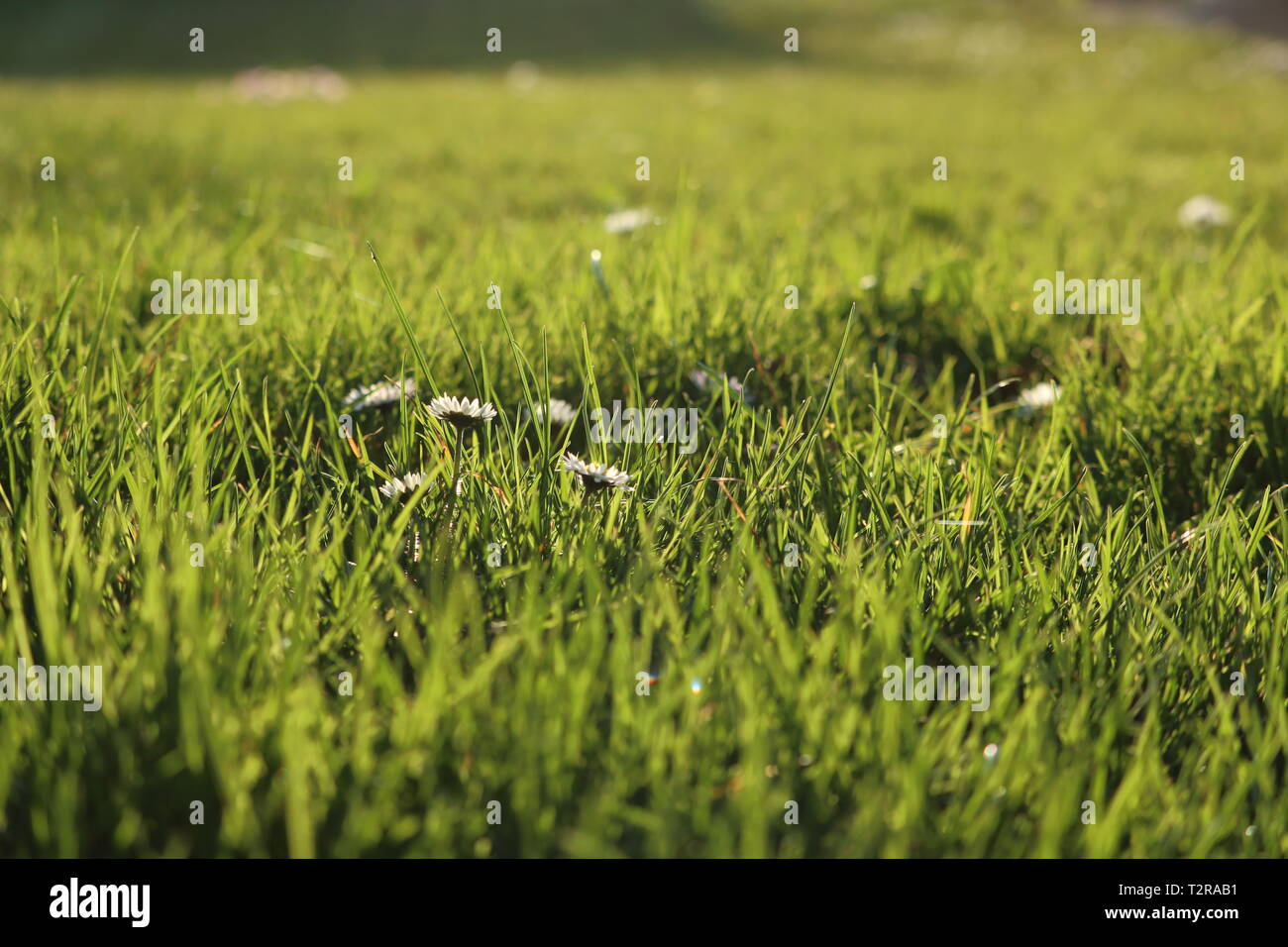lush green spring meadow with daisies Stock Photo - Alamy