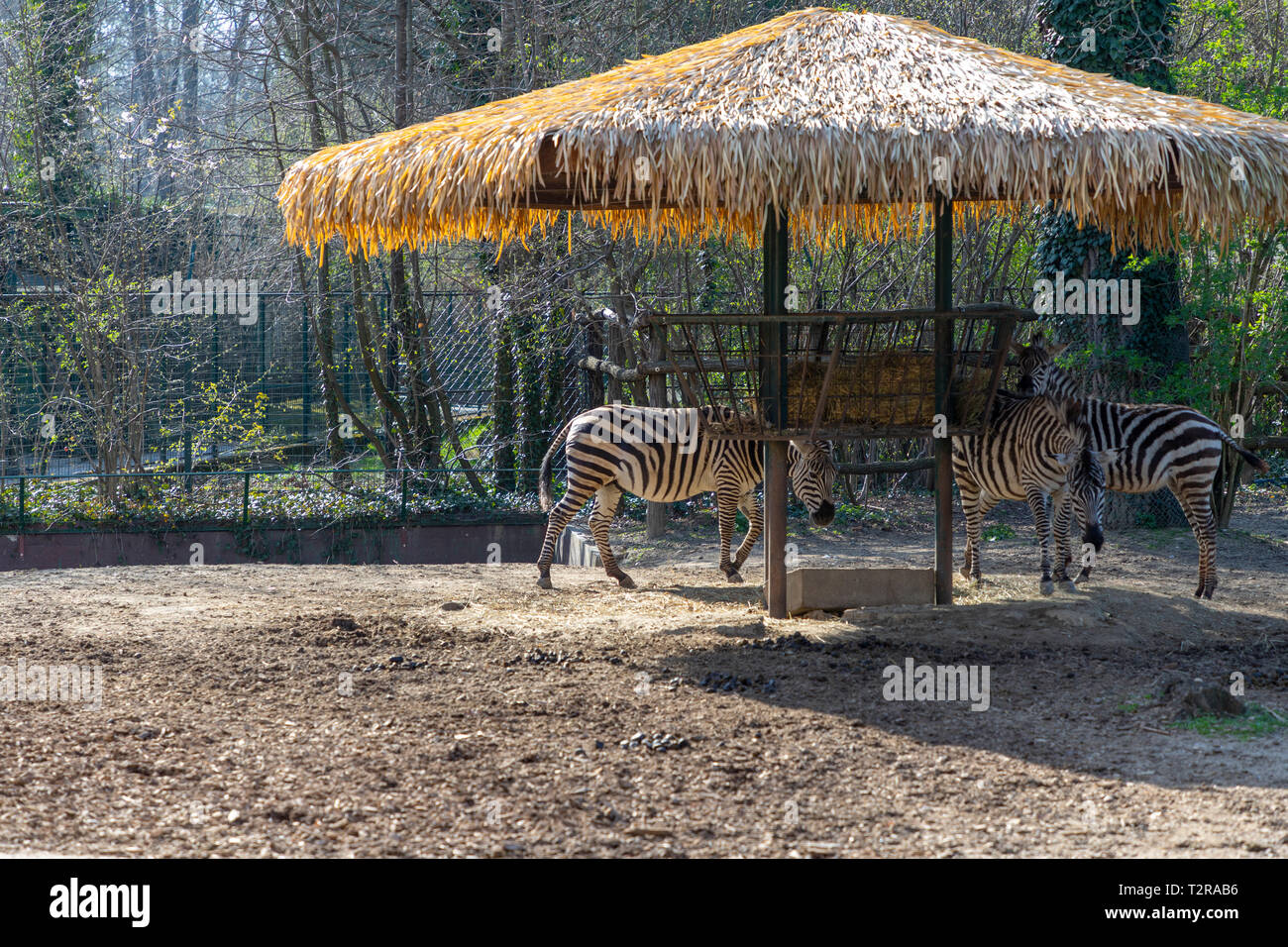 Zebra in a Zagreb city zoo in Croatia Stock Photo - Alamy