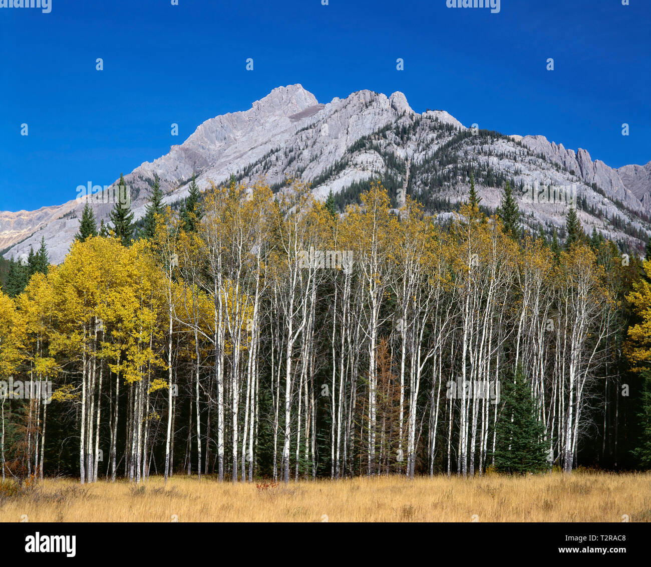 Canada, Alberta, Banff National Park, Meadow and fall colored aspen ...