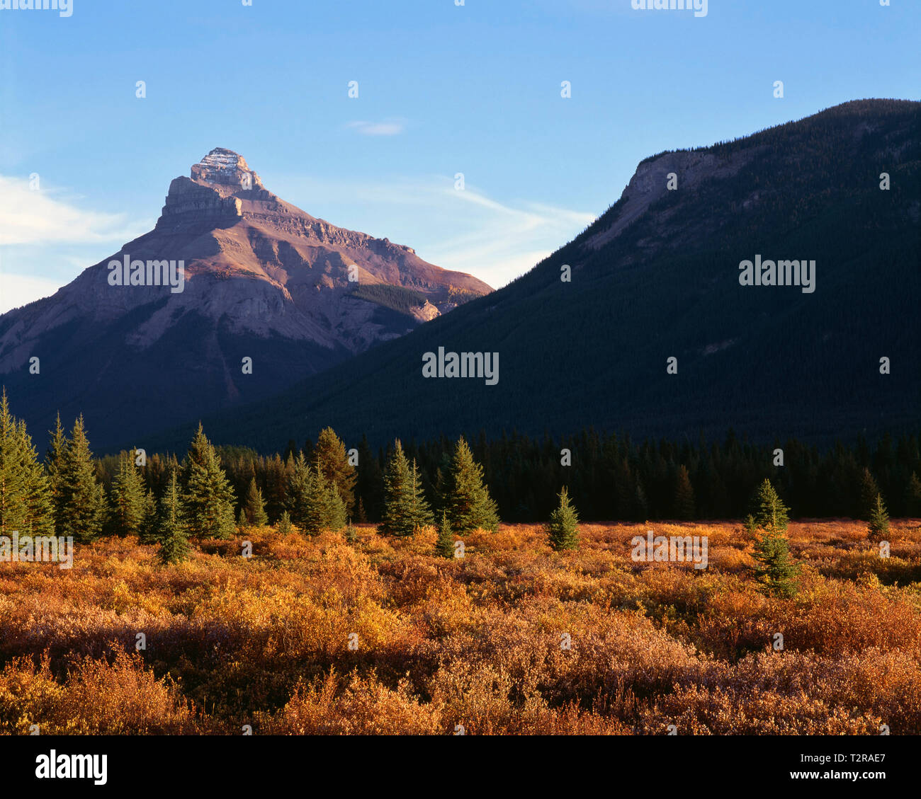 Canada, Alberta, Banff National Park, Pilot Mountain rises above autumn ...
