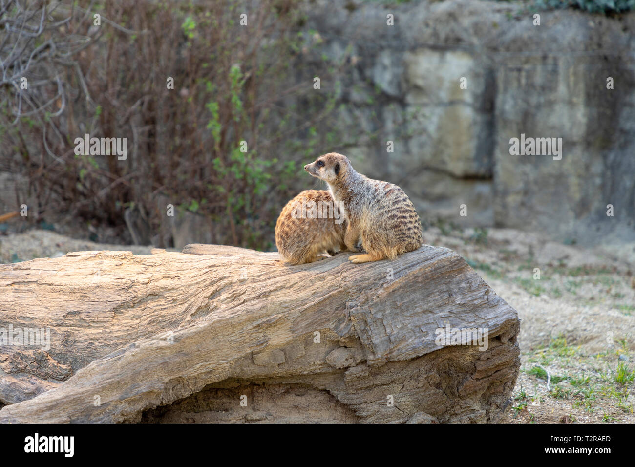 Animals in zagreb zoo park hi-res stock photography and images - Alamy