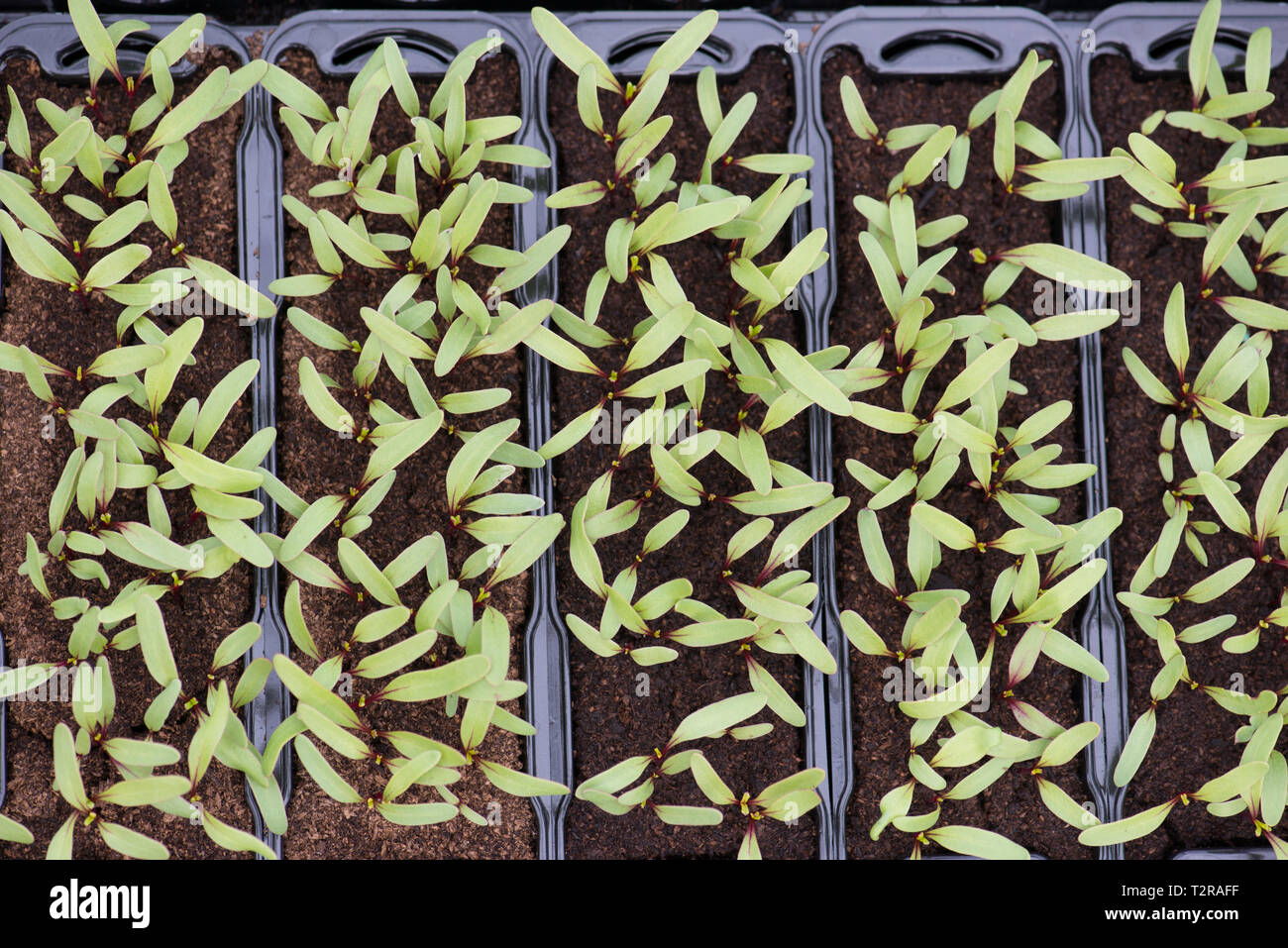 Vegetable seedlings in production Stock Photo - Alamy