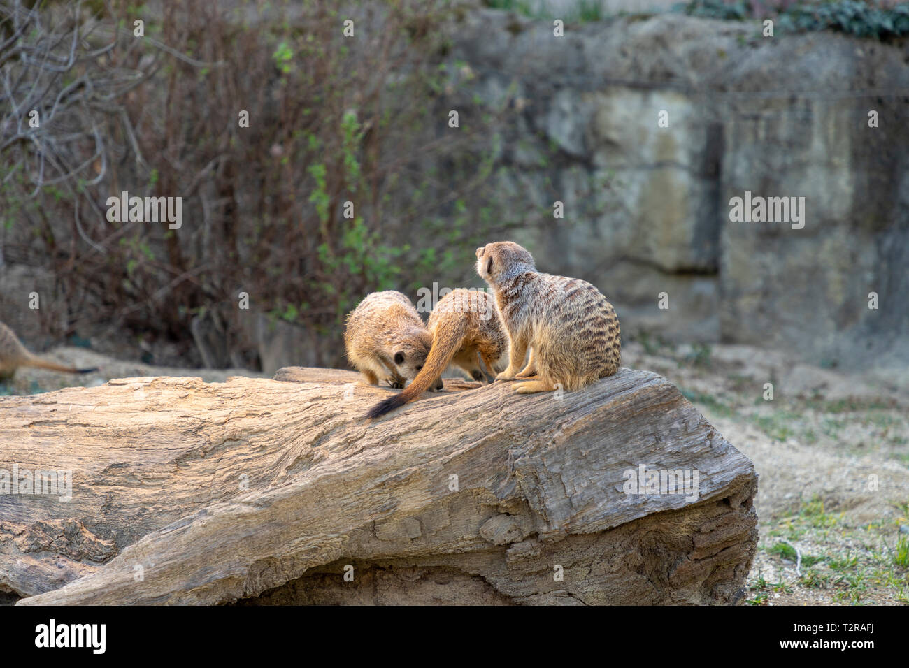 Animals in zagreb zoo park hi-res stock photography and images - Alamy