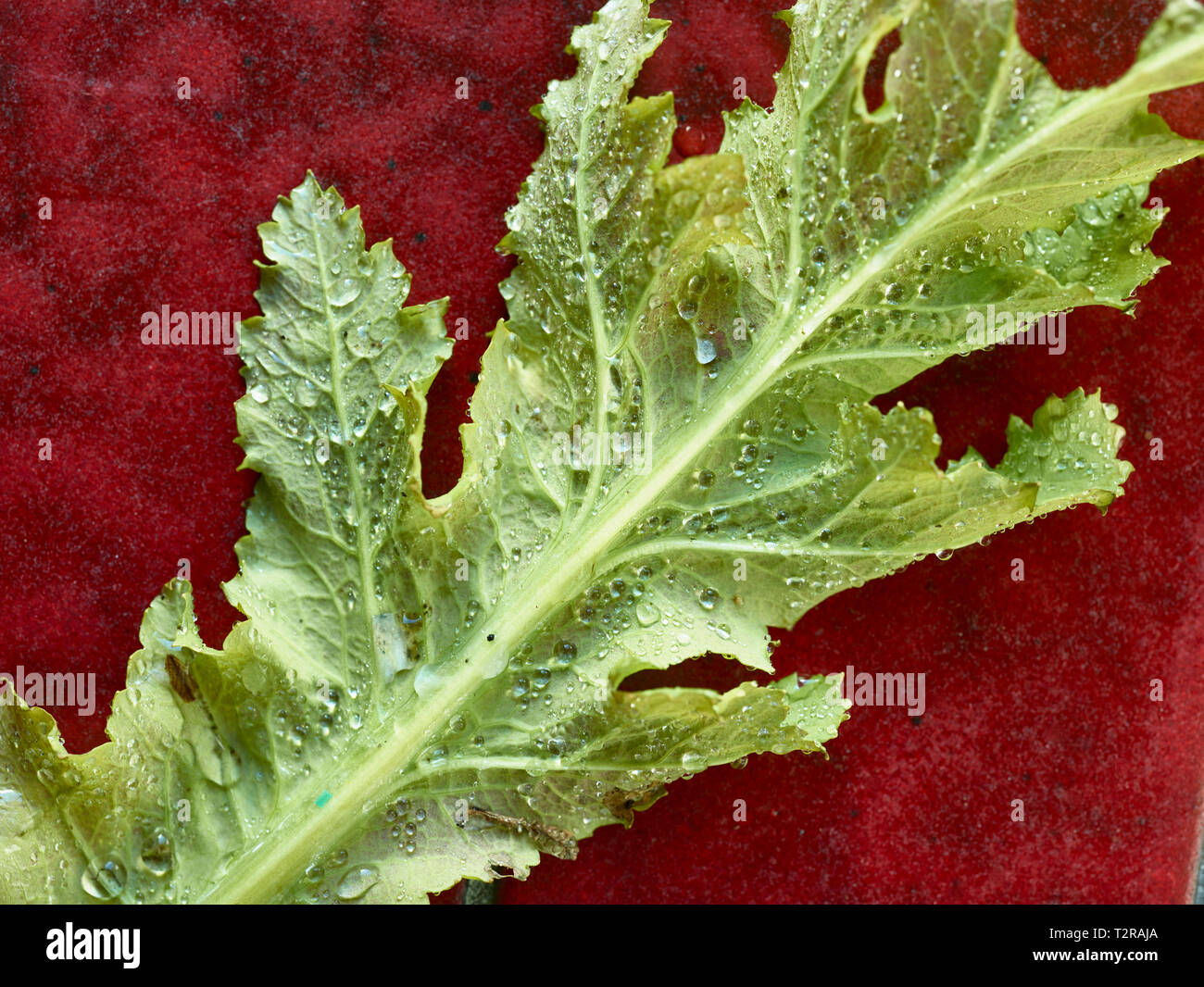 Single wet poppy leaf with beads of water in close-up after rain in ...