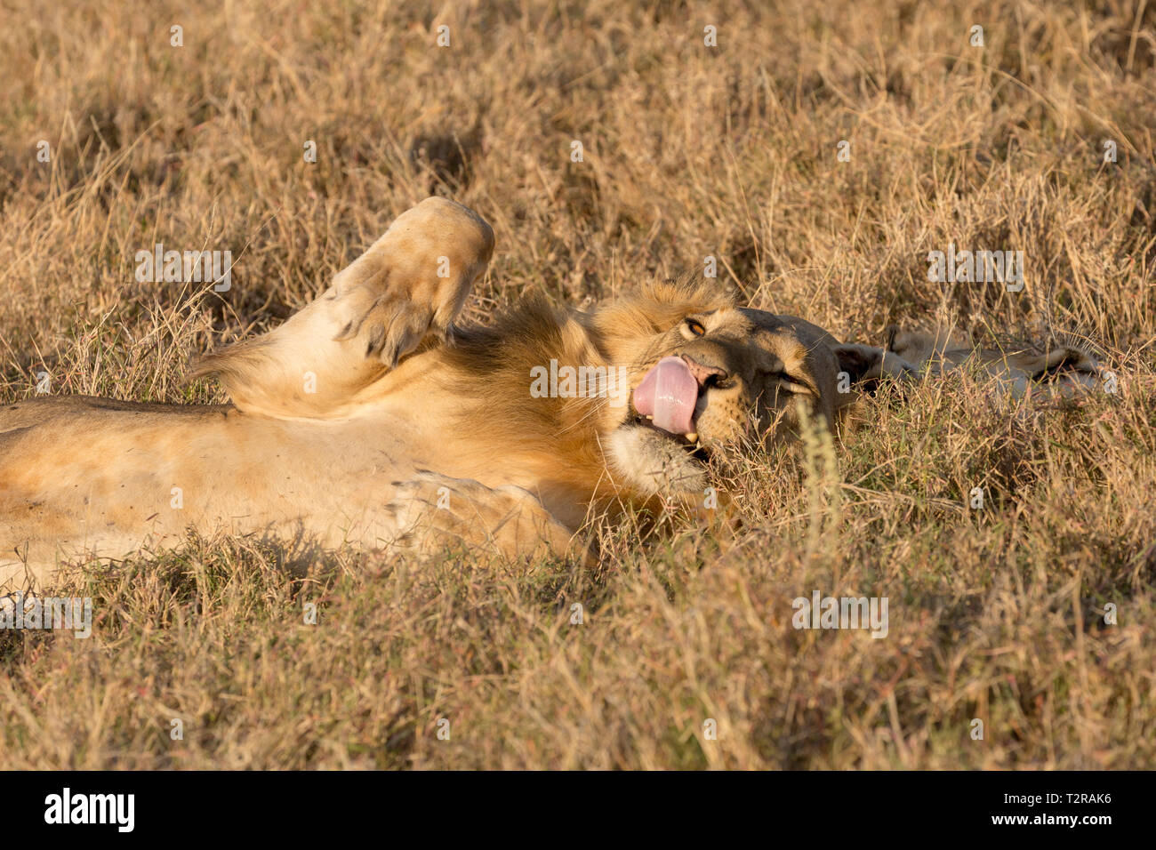 Male lion rolling on back hi-res stock photography and images - Alamy