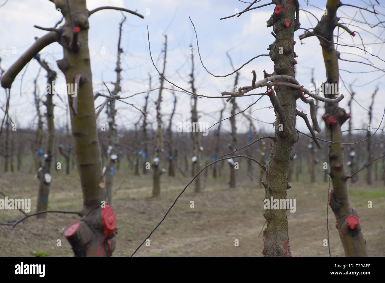 Apple trees in the garden, pruning apple trees, protecting cut branches ...