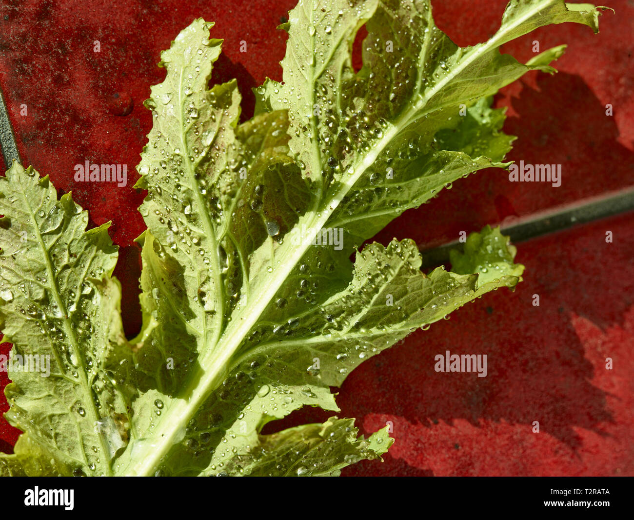 Green ornamental poppy leaf with jewel-like water droplets, close-up ...
