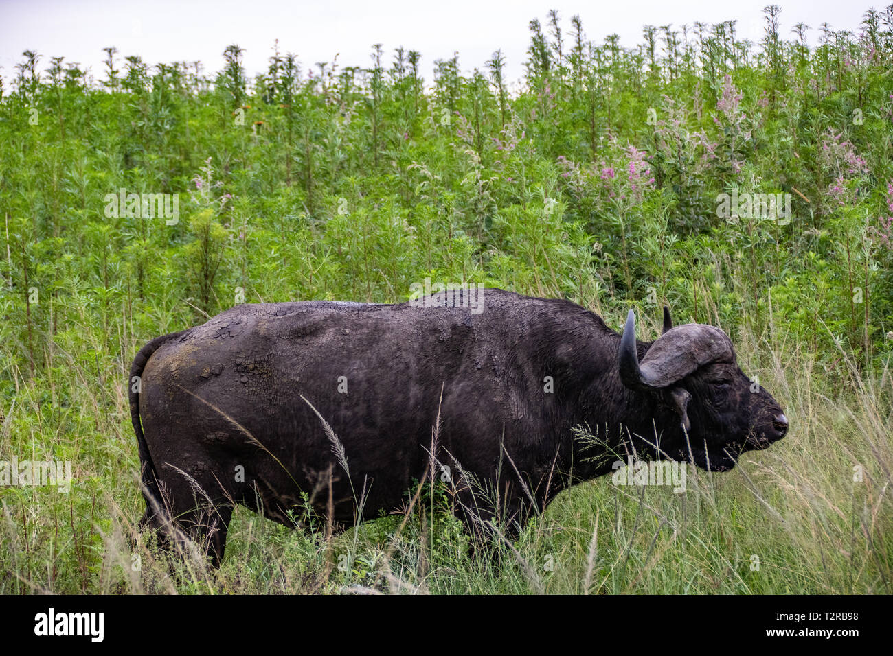 Muscular buffalo hi-res stock photography and images - Alamy