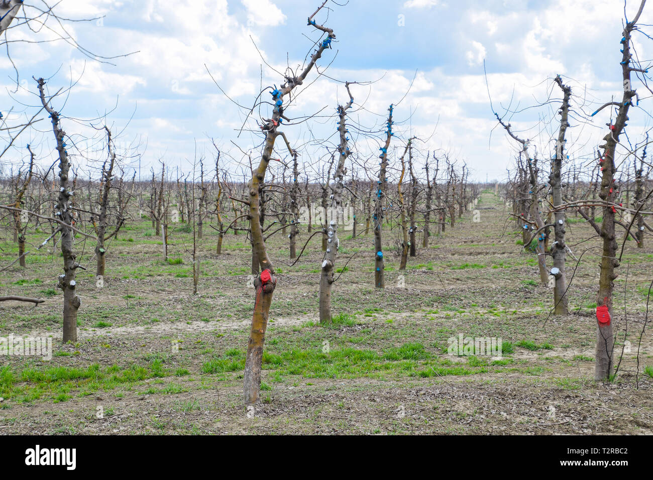 Apple trees in the garden, pruning apple trees, protecting cut branches ...