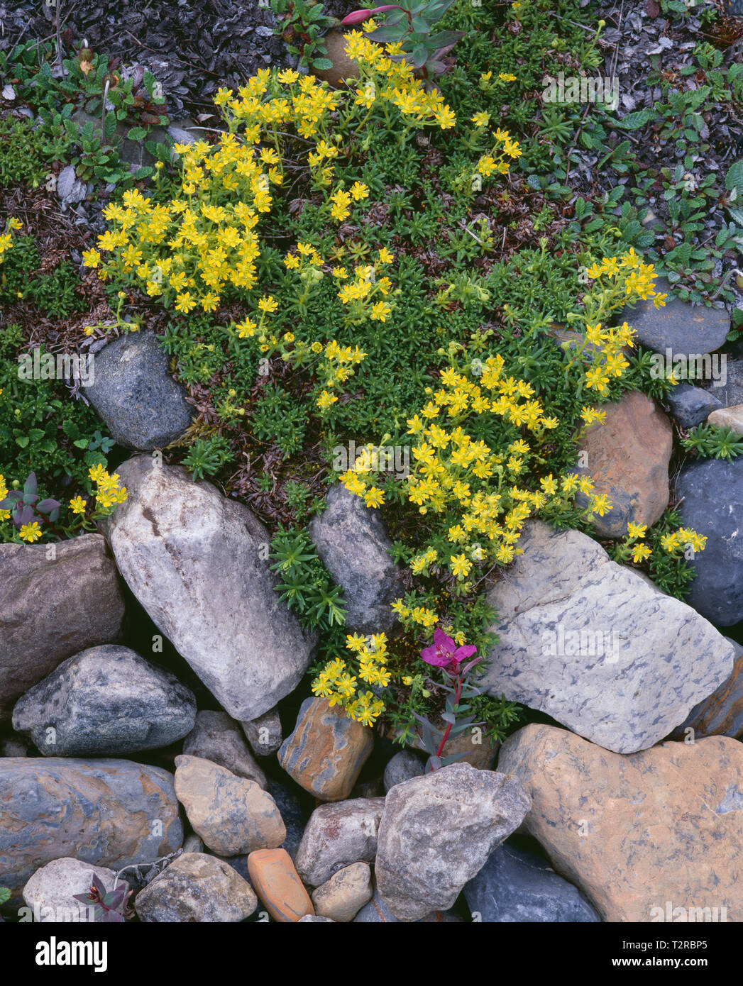 Canada, Alberta, Jasper National Park, Yellow saxifrage and alpine ...