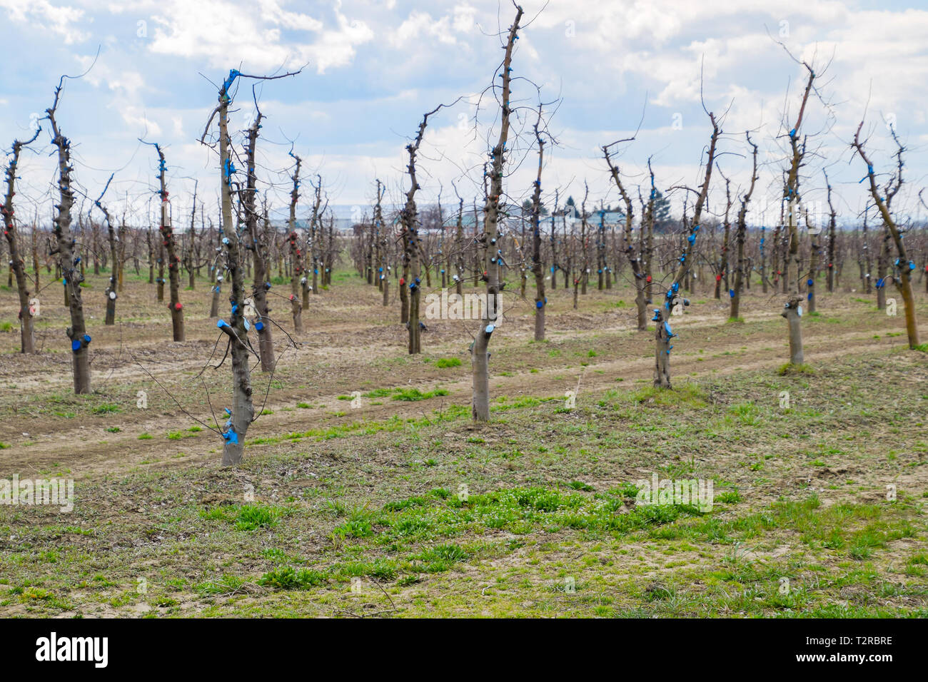 Pruning wounds hi-res stock photography and images - Alamy
