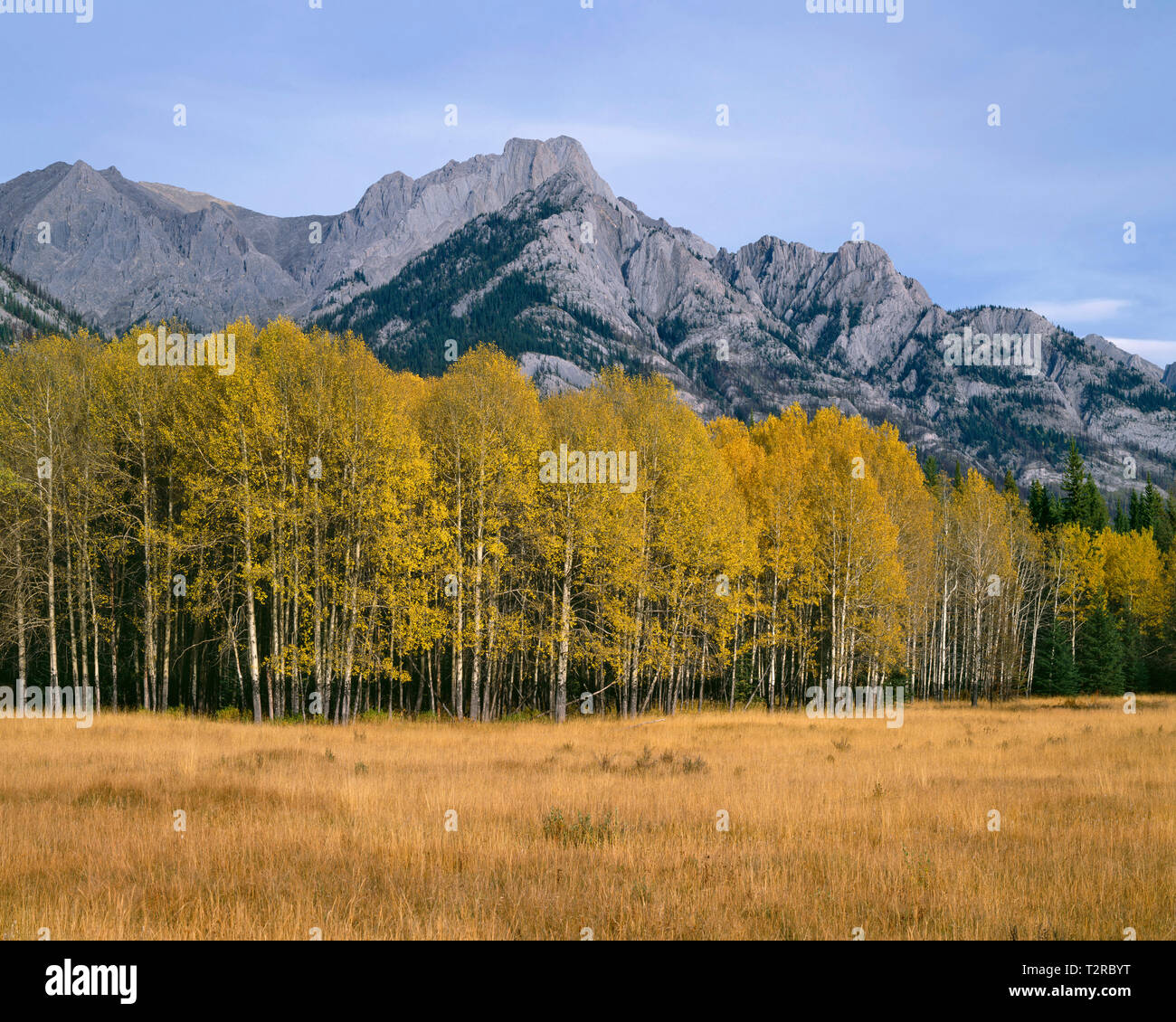 Canada, Alberta, Banff National Park, Meadow and fall colored aspen ...
